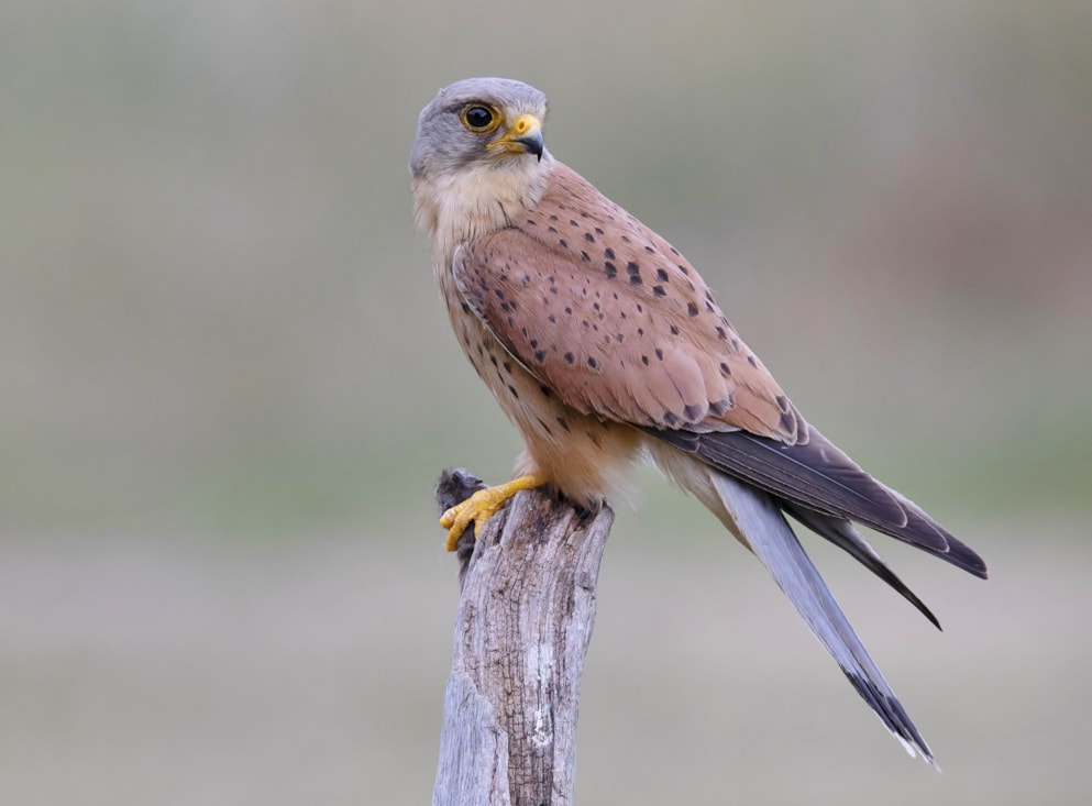 Common Kestrel by Clive Daelman - BirdGuides