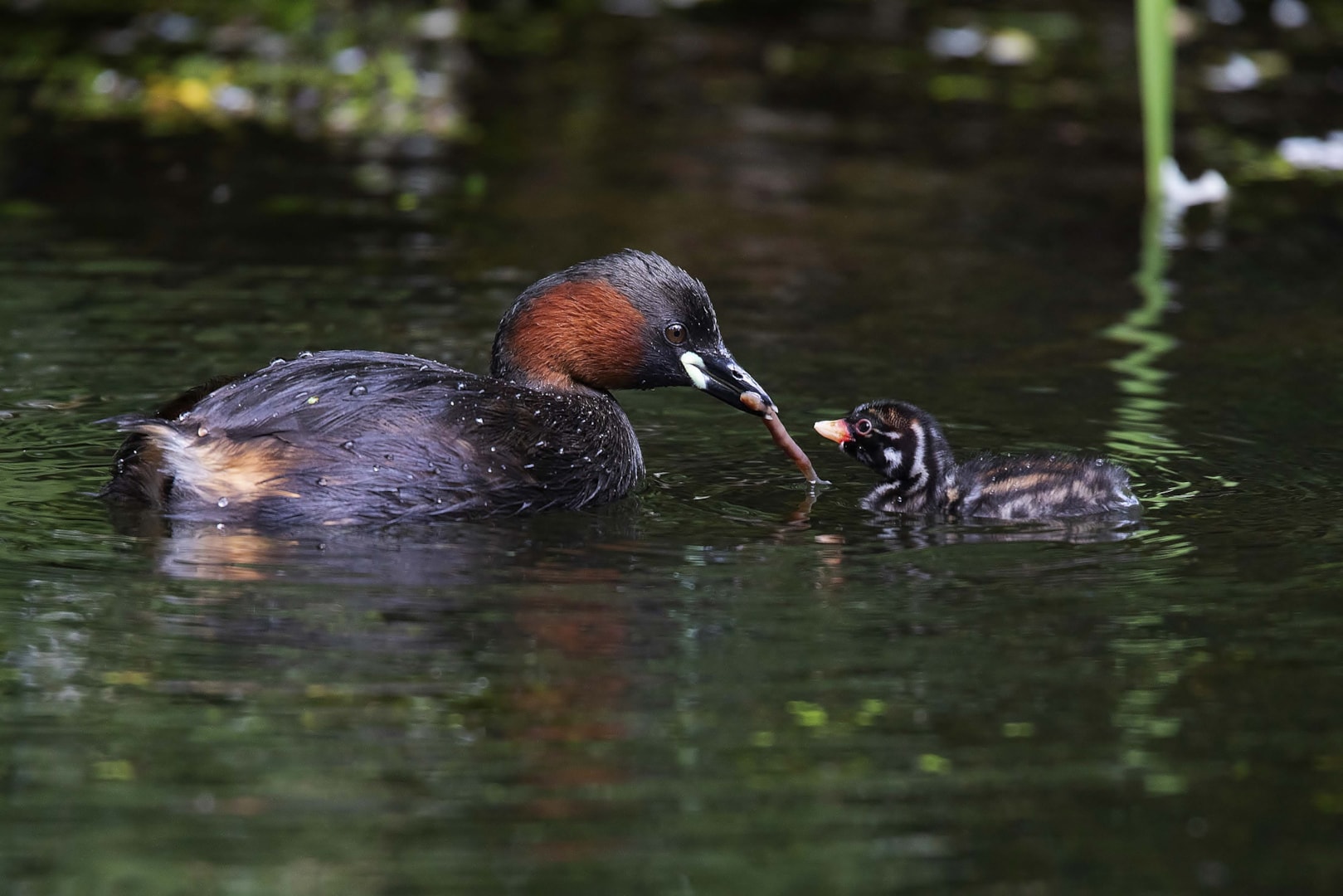 Little Grebe by Clive Daelman - BirdGuides