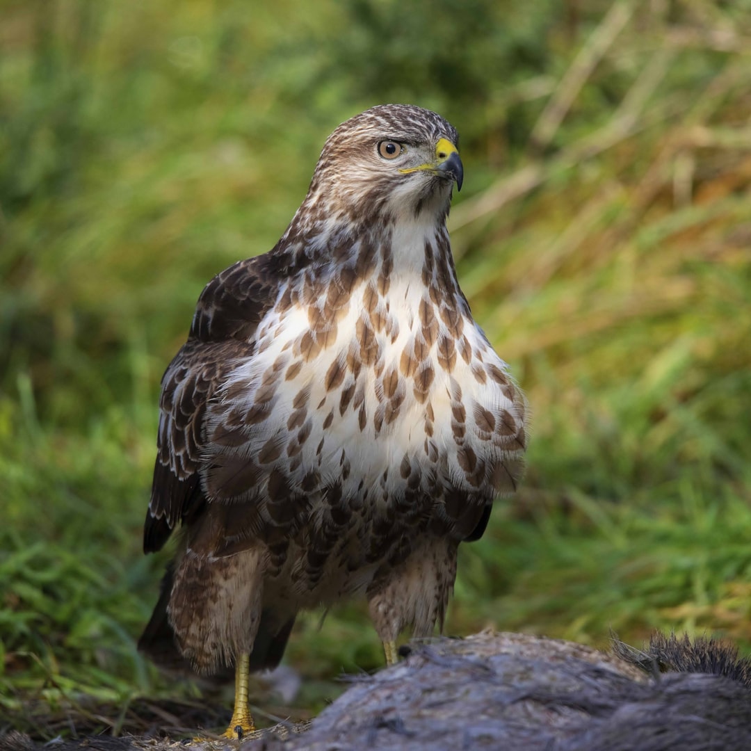 Common Buzzard by Clive Daelman - BirdGuides