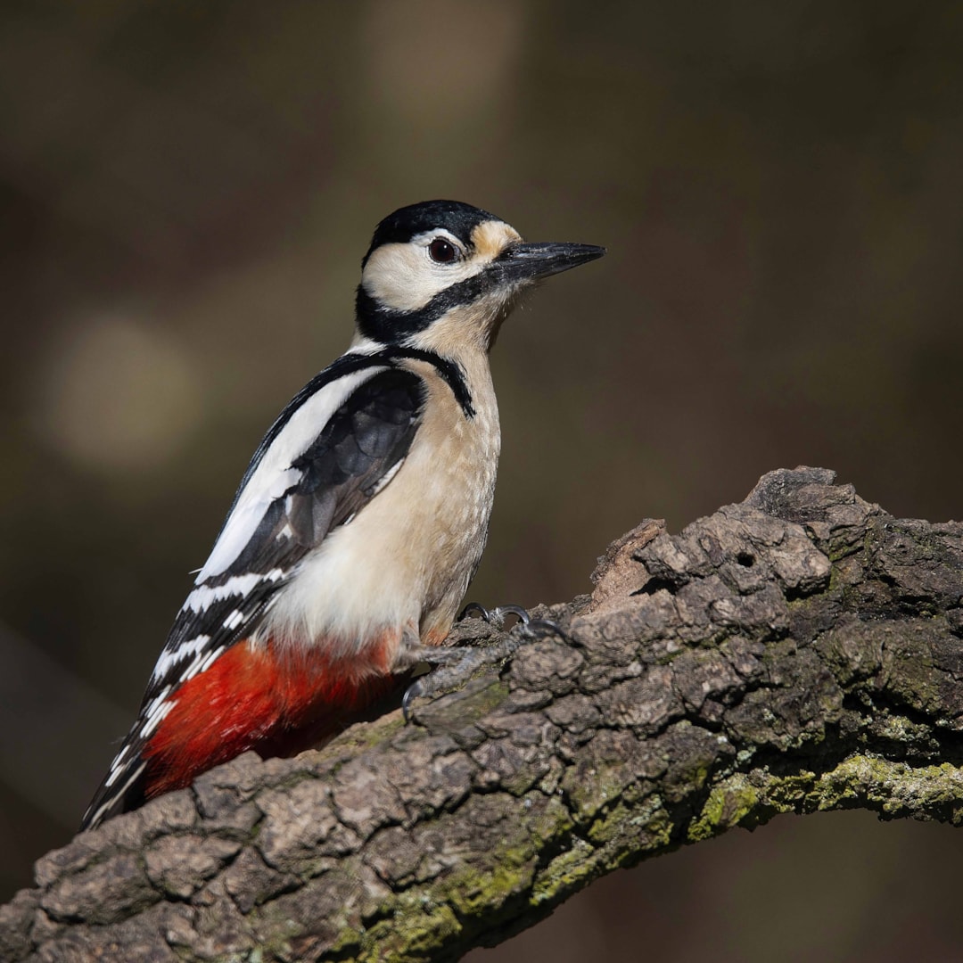 Great Spotted Woodpecker by Clive Daelman - BirdGuides