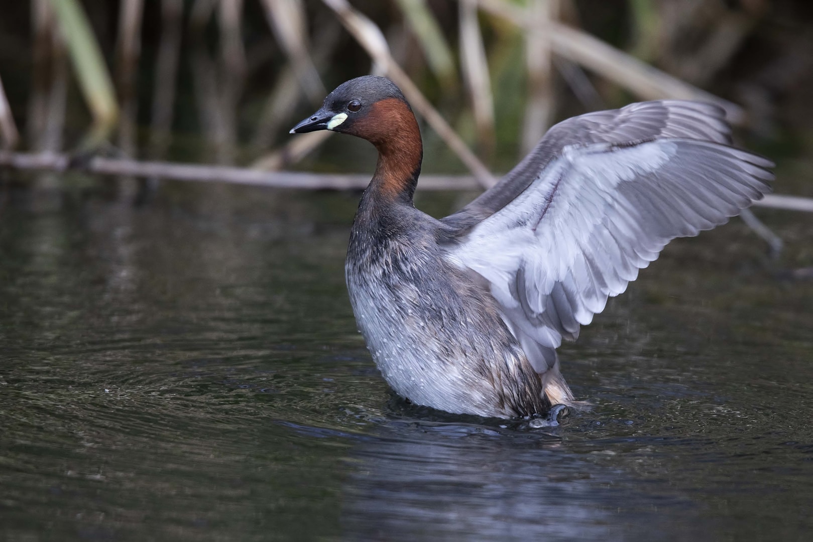 Little Grebe by Clive Daelman - BirdGuides