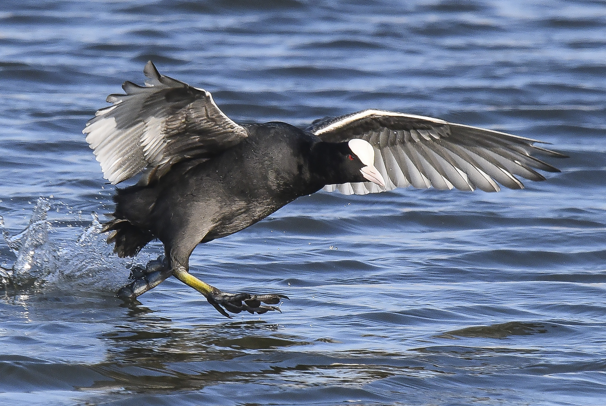 Eurasian Coot by steve blackman - BirdGuides