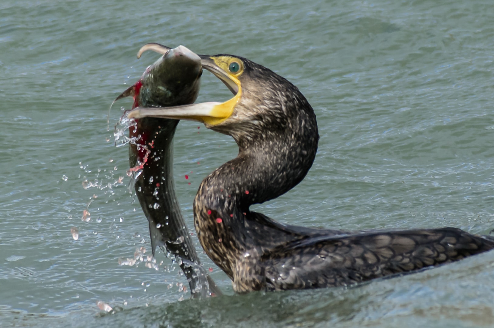 Great Cormorant by Darryl GORMAN - BirdGuides