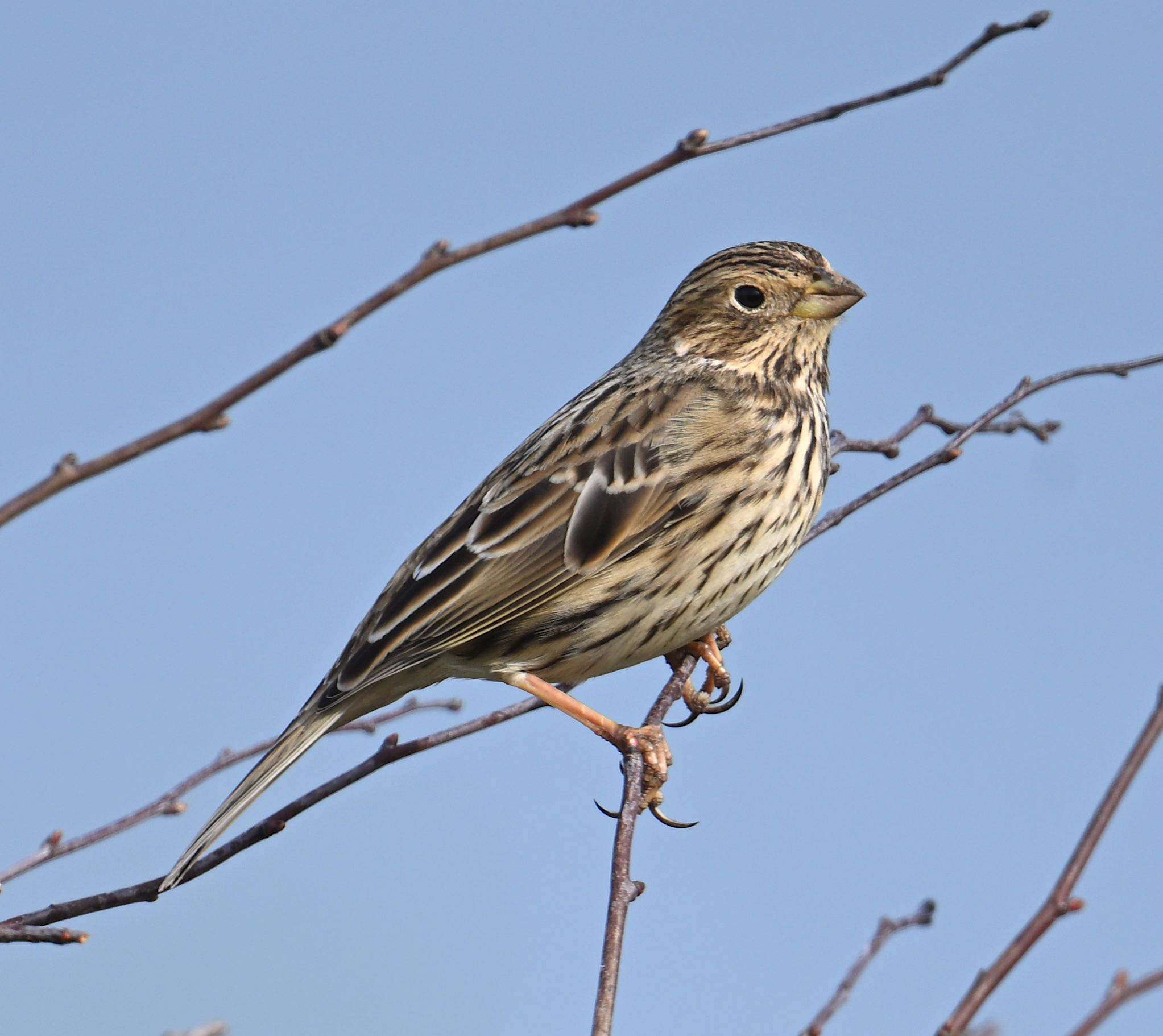 Corn Bunting by Roger Hackney - BirdGuides