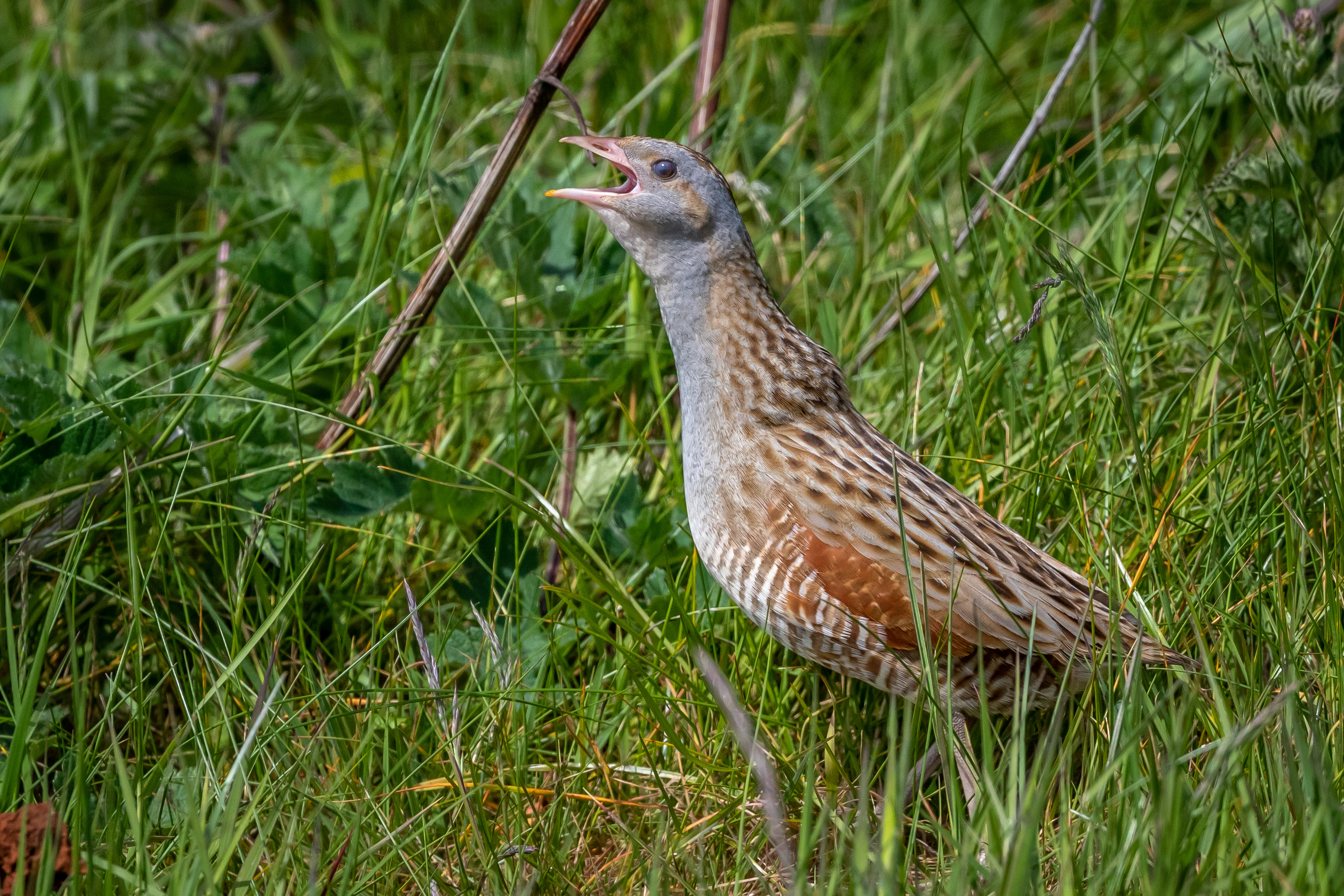 Multiple Corncrakes on Rathlin Island for first time since 1980s ...
