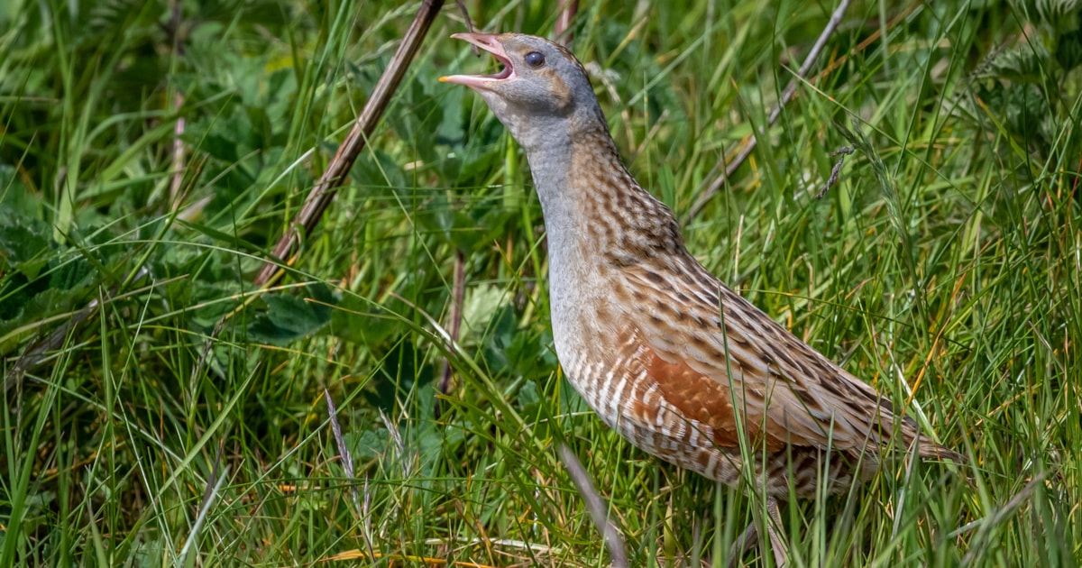 Multiple Corncrakes on Rathlin Island for first time since 1980s ...