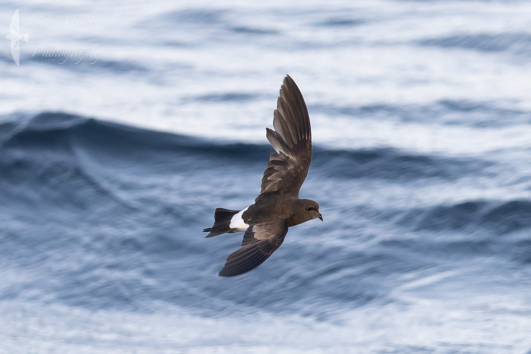 Wilson's Storm Petrel by Joe Pender - BirdGuides