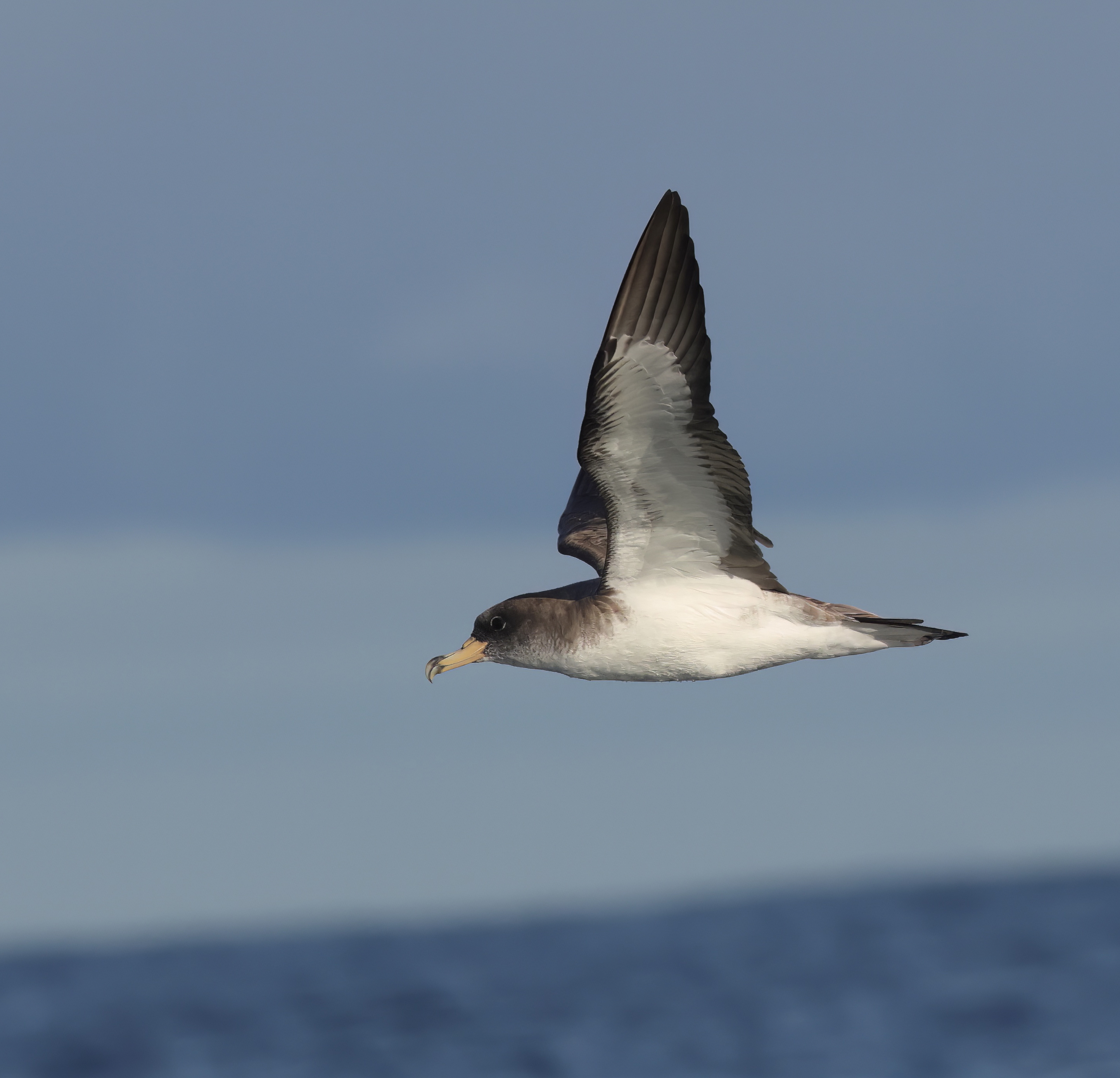 Cory's Shearwater by Mark Rayment - BirdGuides