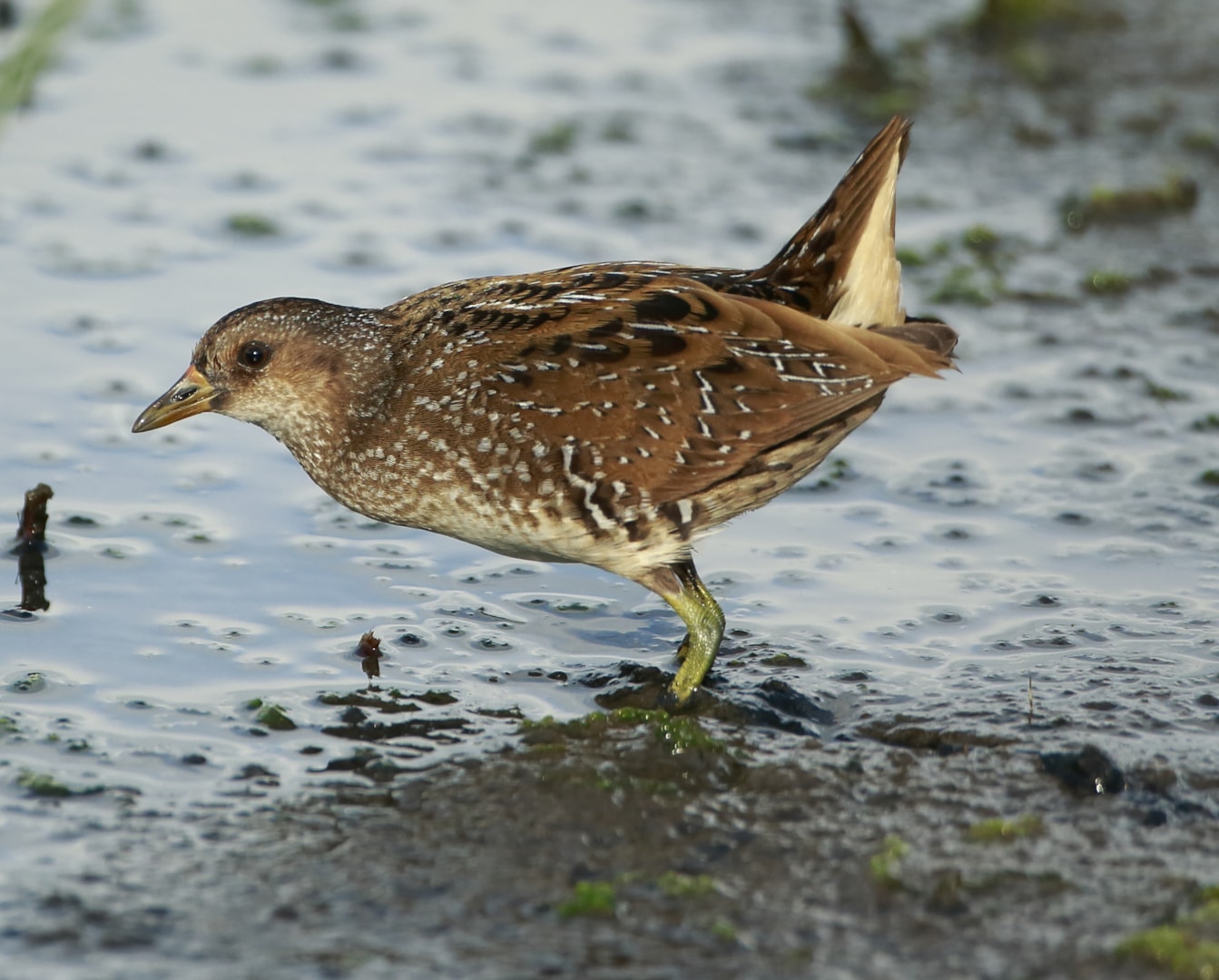Spotted Crake by Mark Rayment - BirdGuides