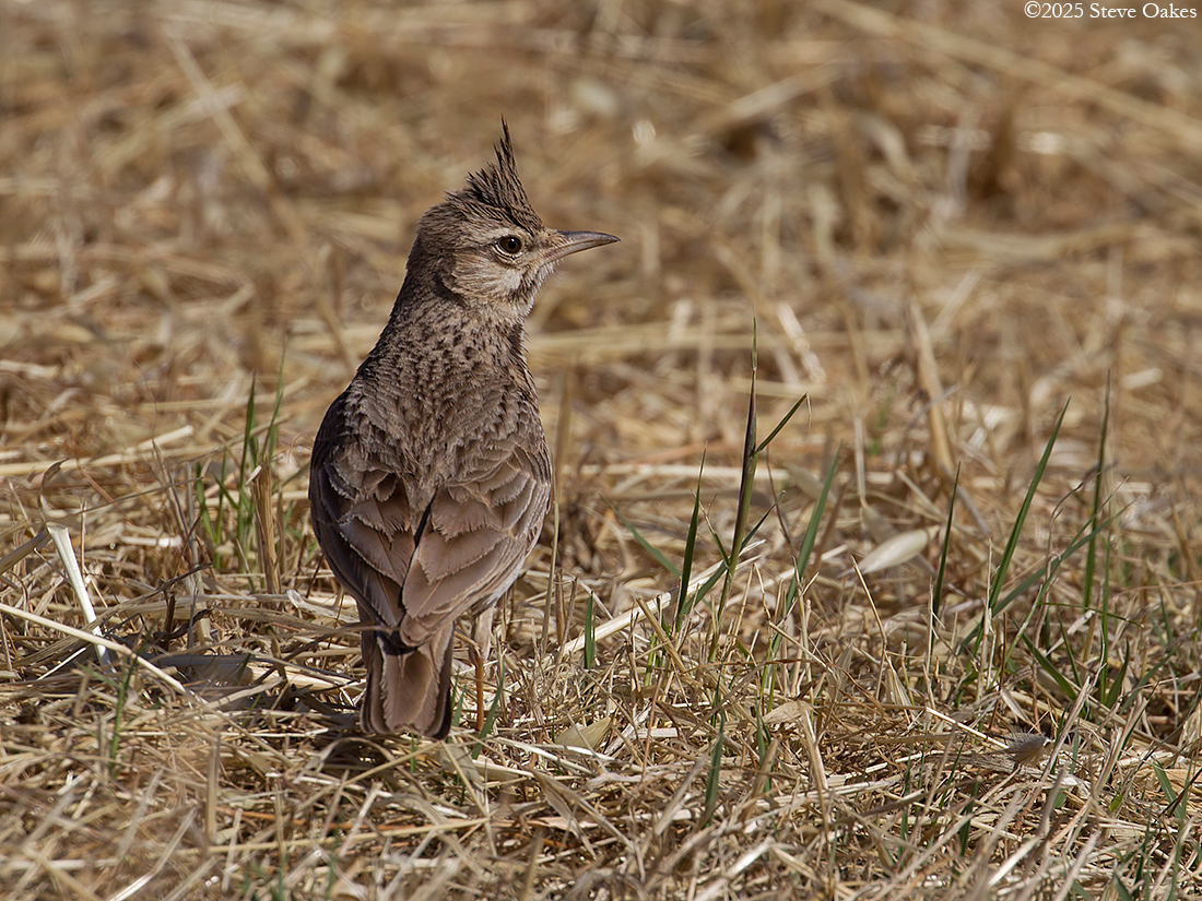 Crested Lark by Steve Oakes - BirdGuides