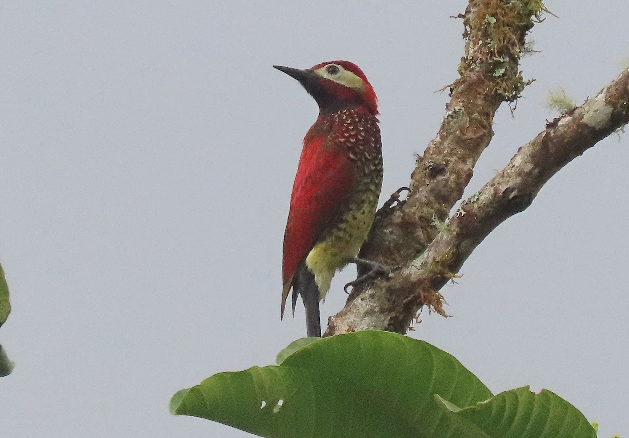 Details : Crimson-mantled Woodpecker - BirdGuides