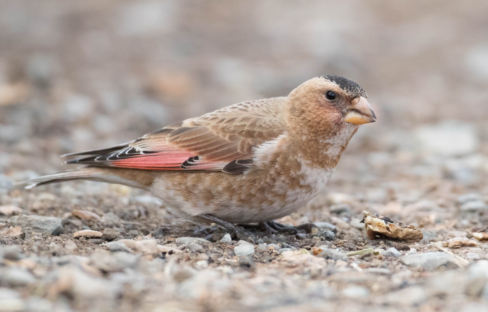 African Crimson-winged Finch by Chris Griffin - BirdGuides