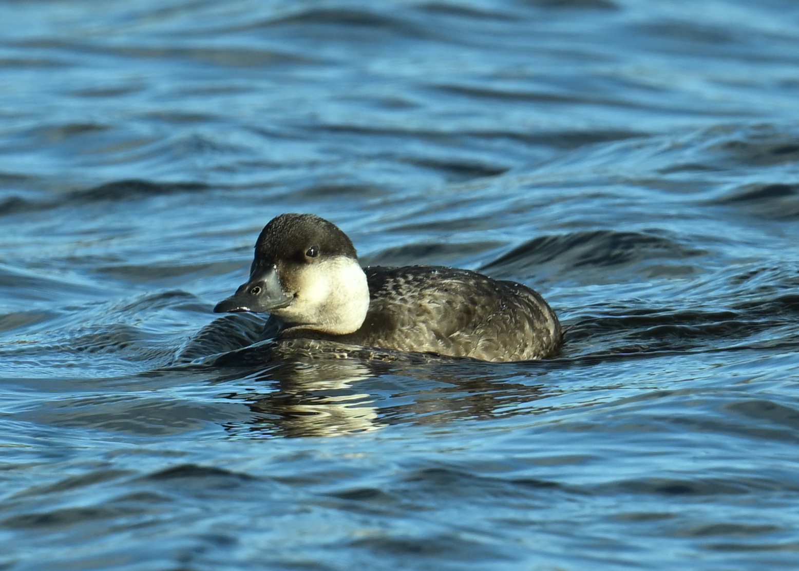 Common Scoter by Roger Hackney - BirdGuides