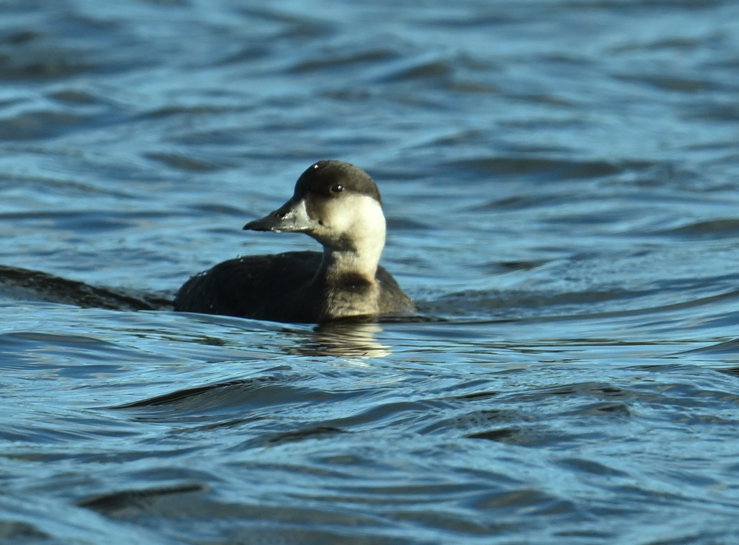 Common Scoter by Roger Hackney - BirdGuides