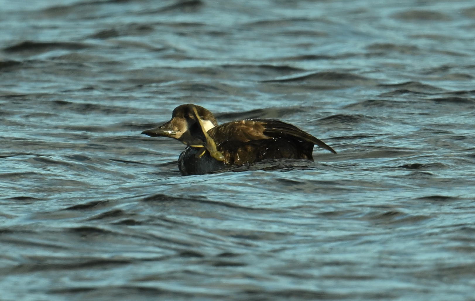 Common Scoter by Roger Hackney - BirdGuides