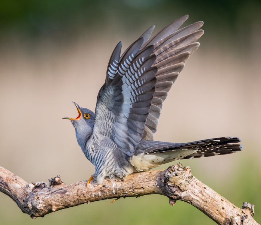 Common Cuckoo by Peter Garrity - BirdGuides