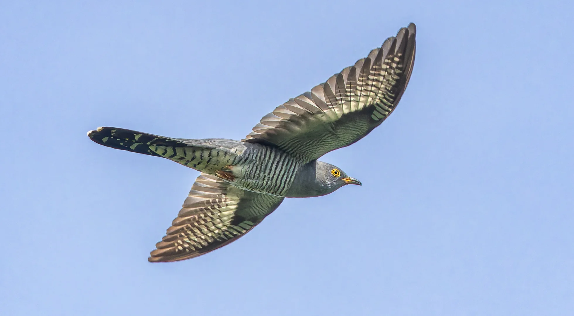 Details : Common Cuckoo - BirdGuides