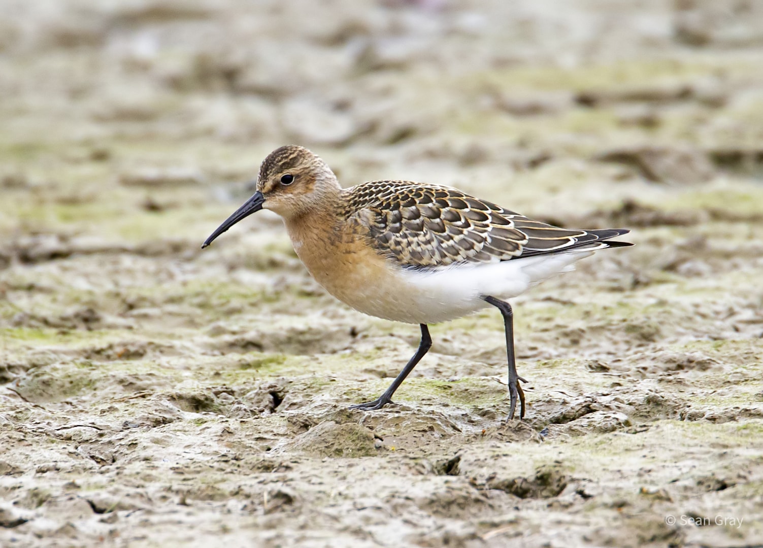 Curlew Sandpiper by Sean Gray - BirdGuides