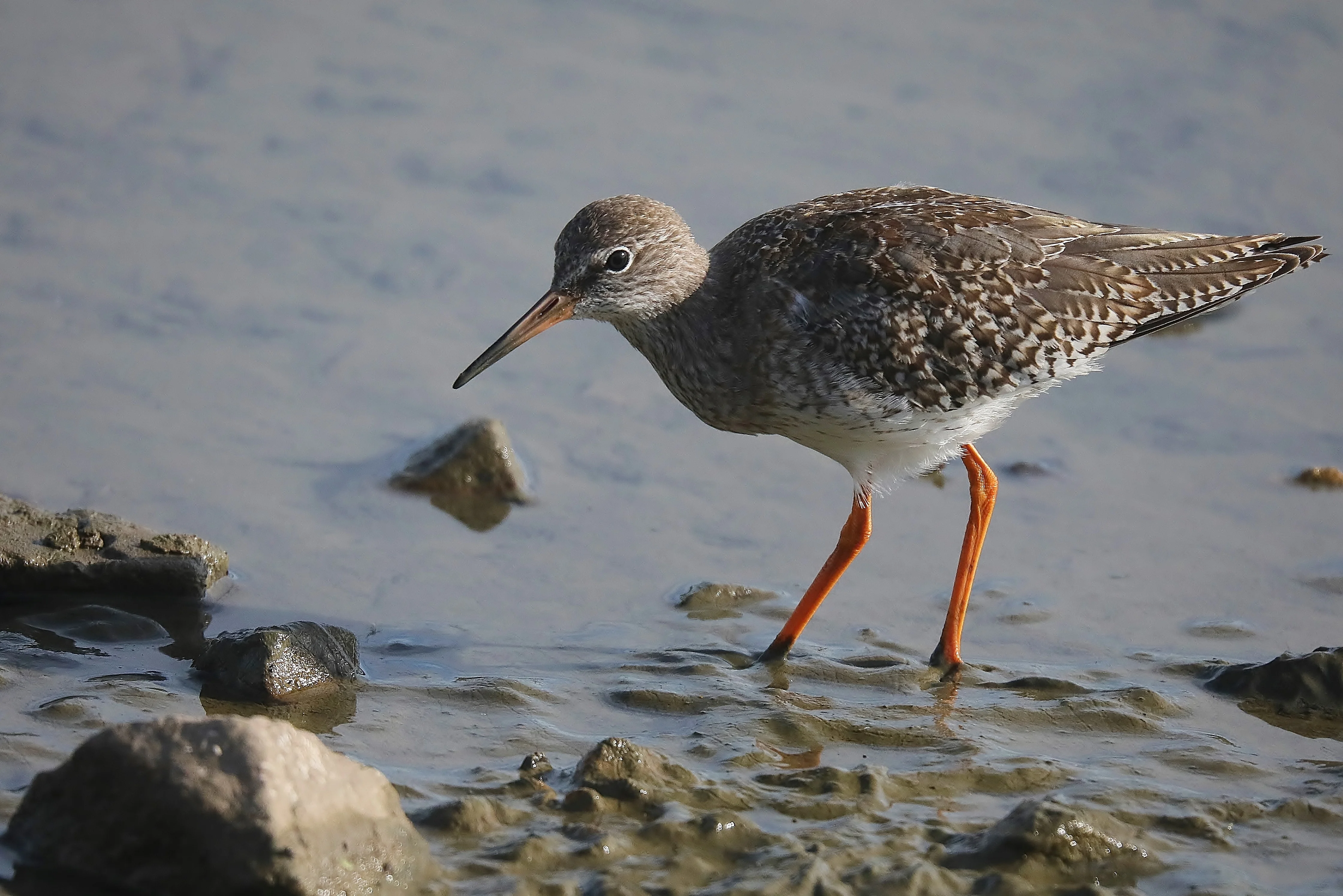 Details : Common Redshank - BirdGuides