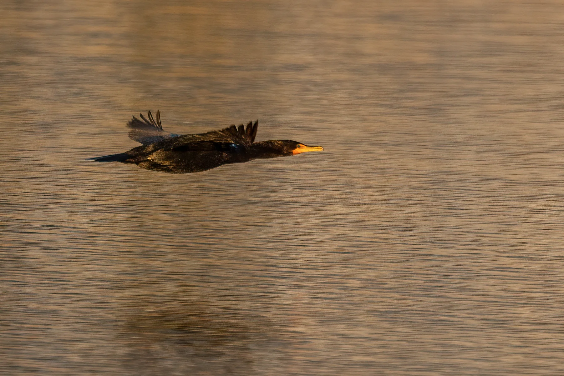 Sighting Report - BirdGuides