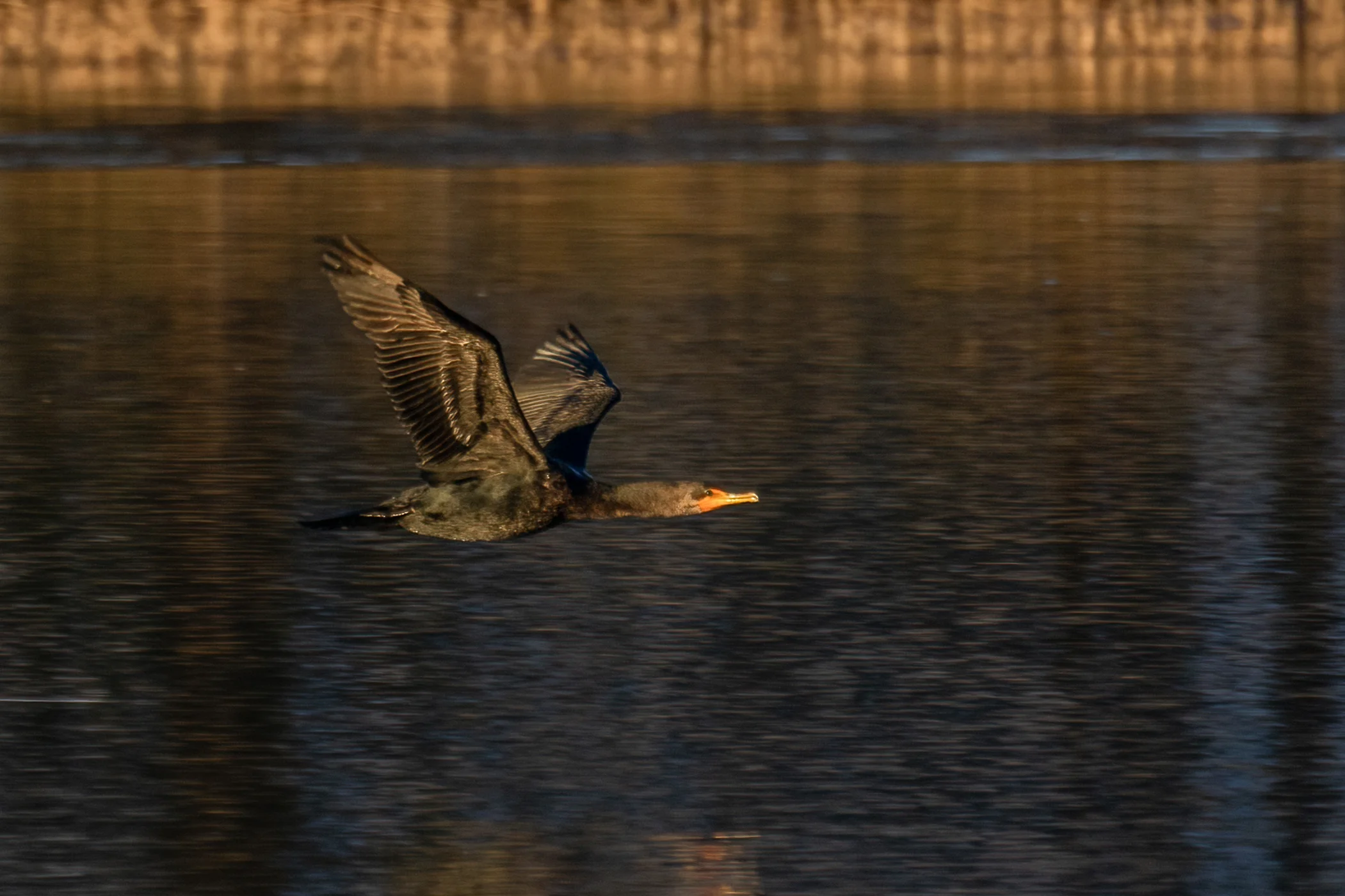 Sighting Report - BirdGuides