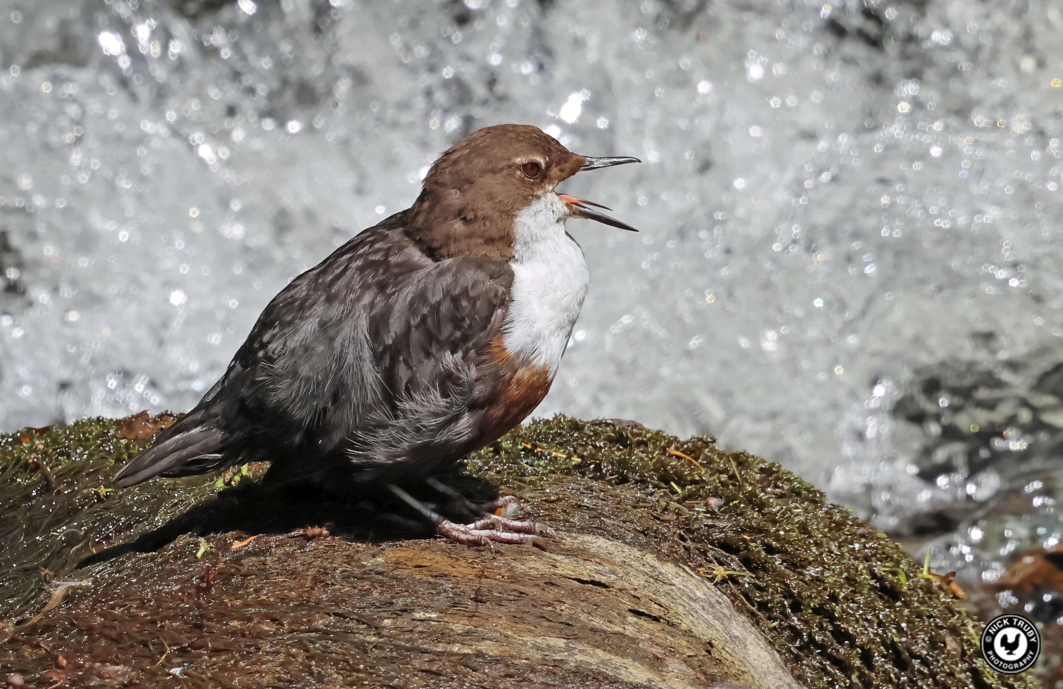 Dipper by Nick Truby - BirdGuides