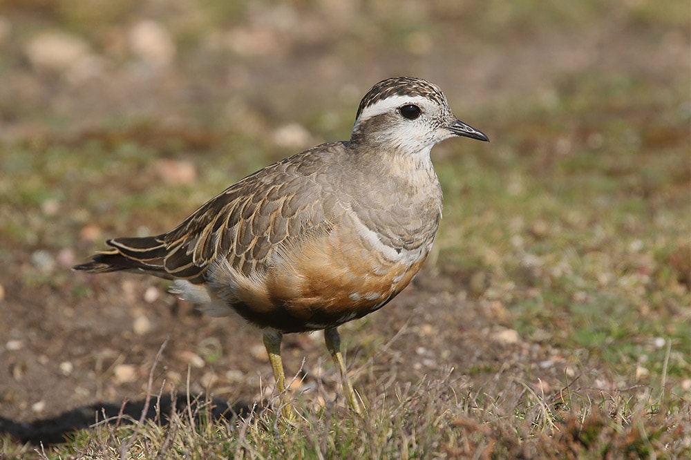 Eurasian Dotterel by Mick Dryden - BirdGuides