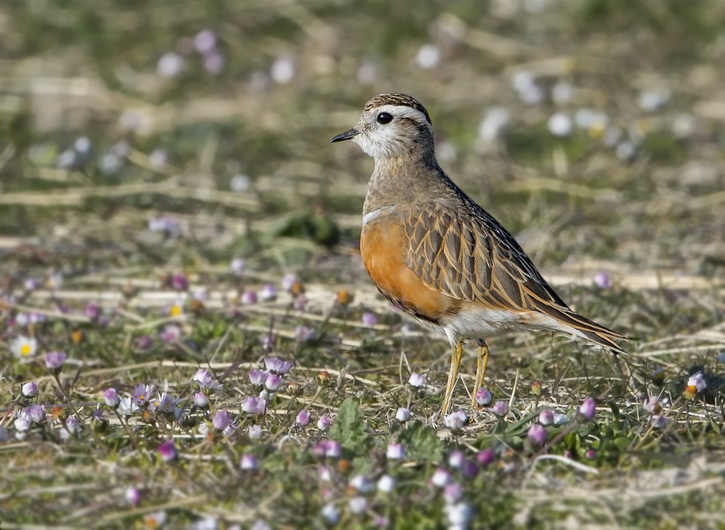 Eurasian Dotterel by Martyn Jones - BirdGuides