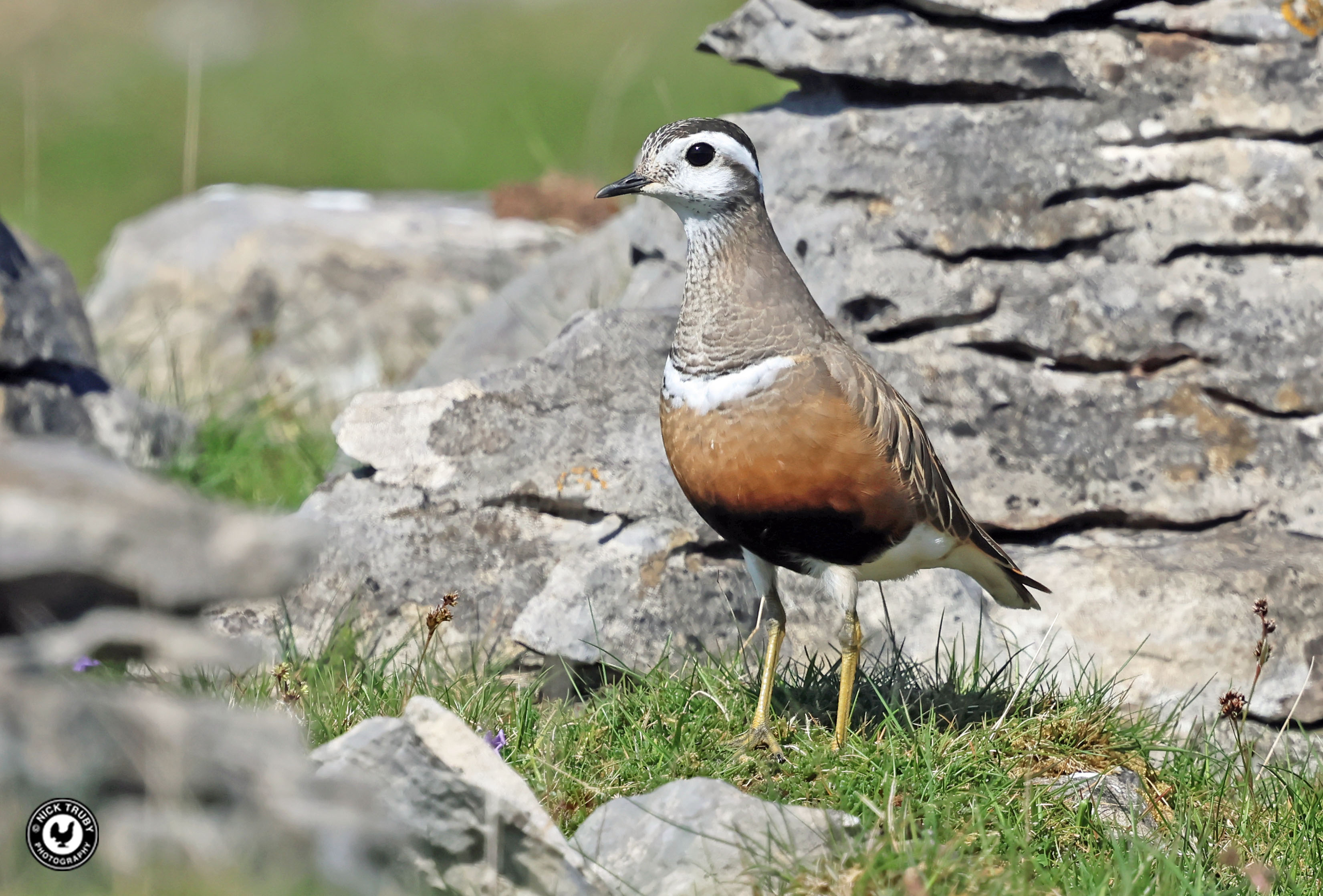 Mark Avery: the great access debate continues - BirdGuides