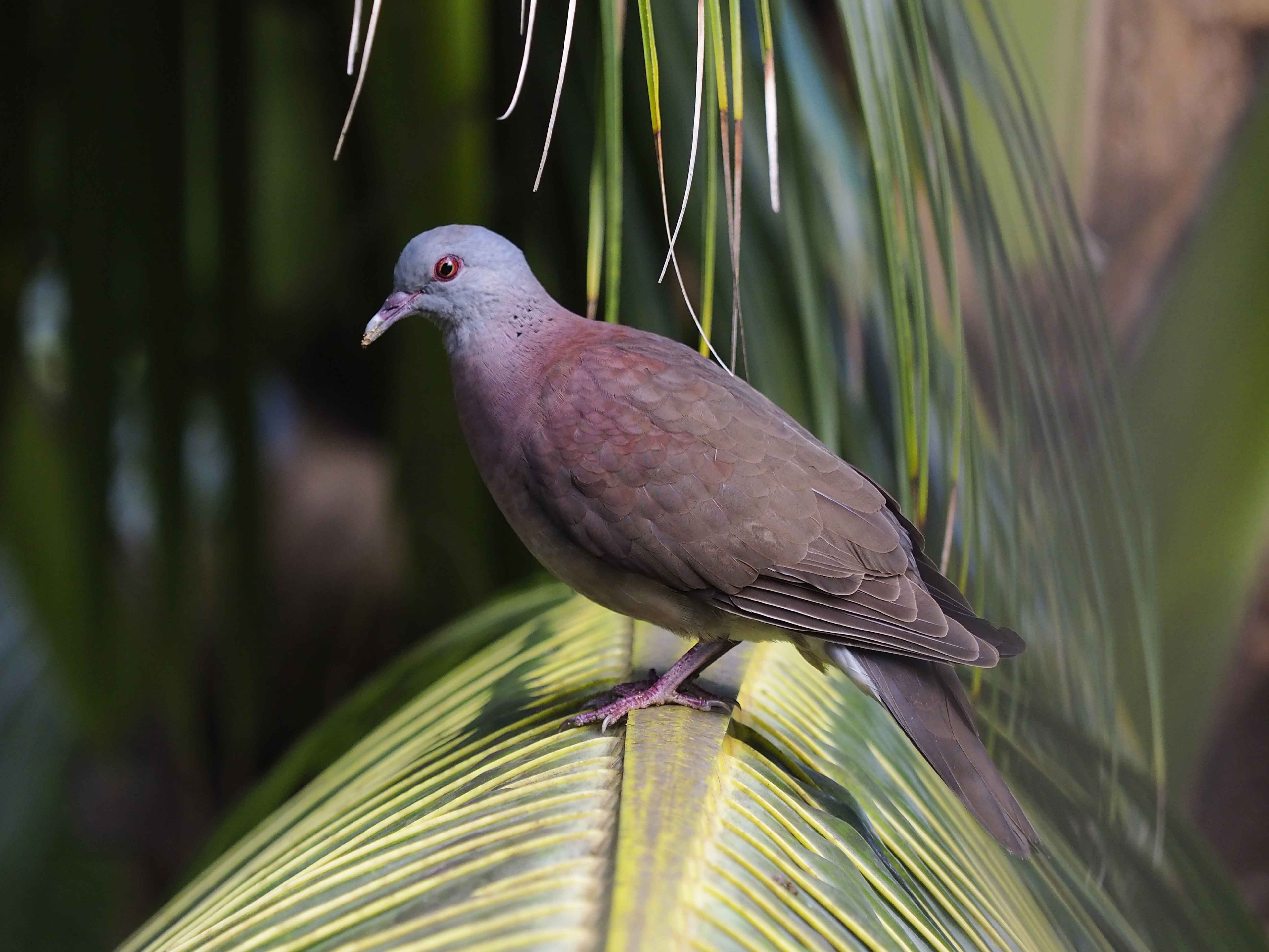 Details : Malagasy Turtle Dove - BirdGuides
