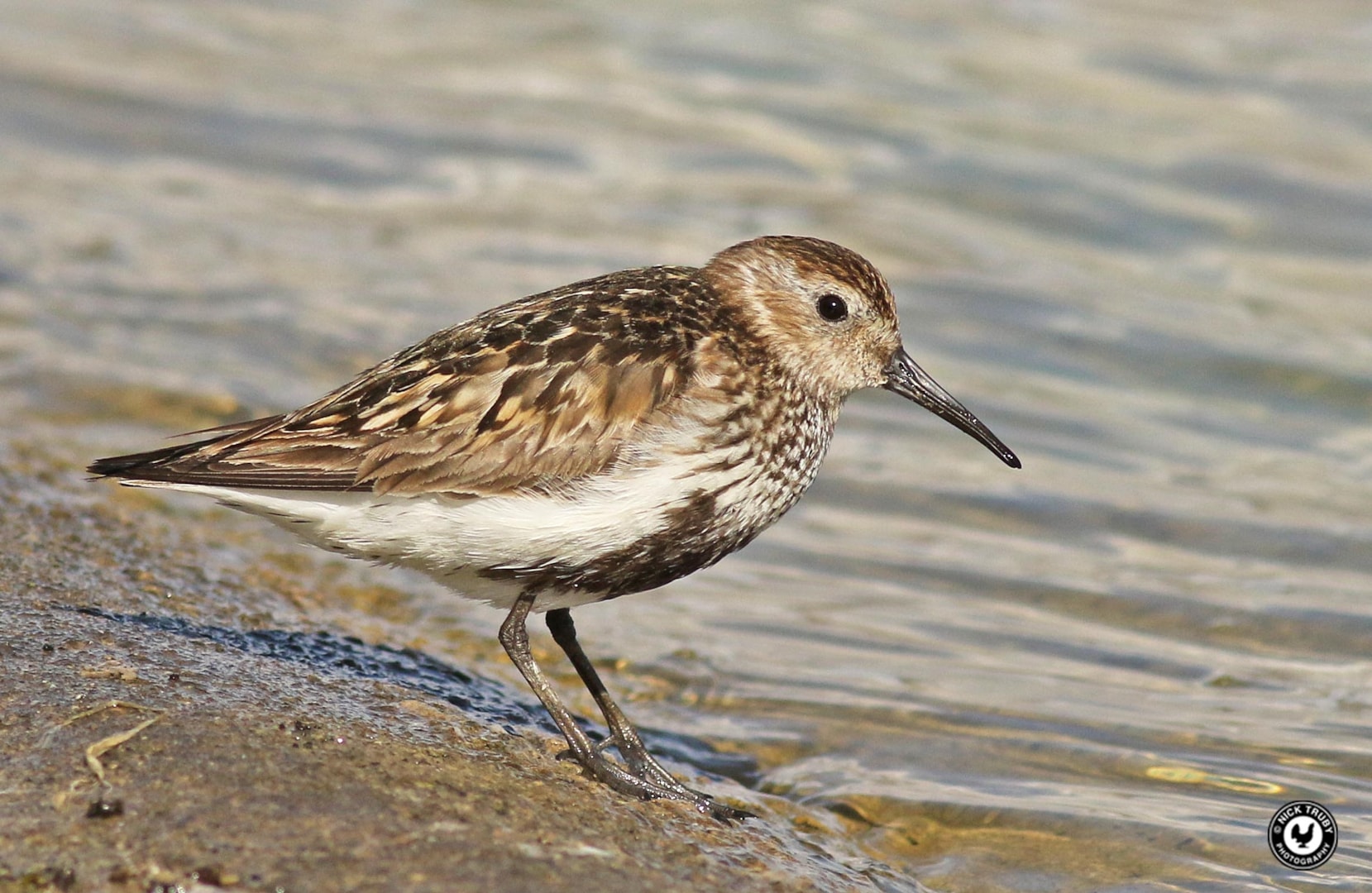 20+ Dunlin Images | angelinajoliecoolsagt