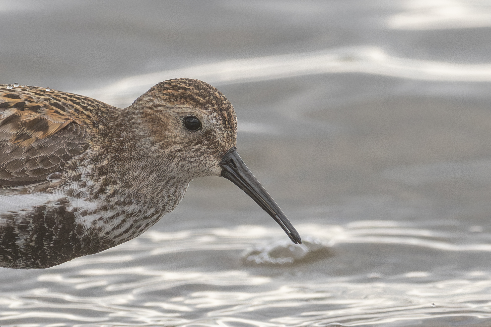 Dunlin by Evan Atkinson - BirdGuides