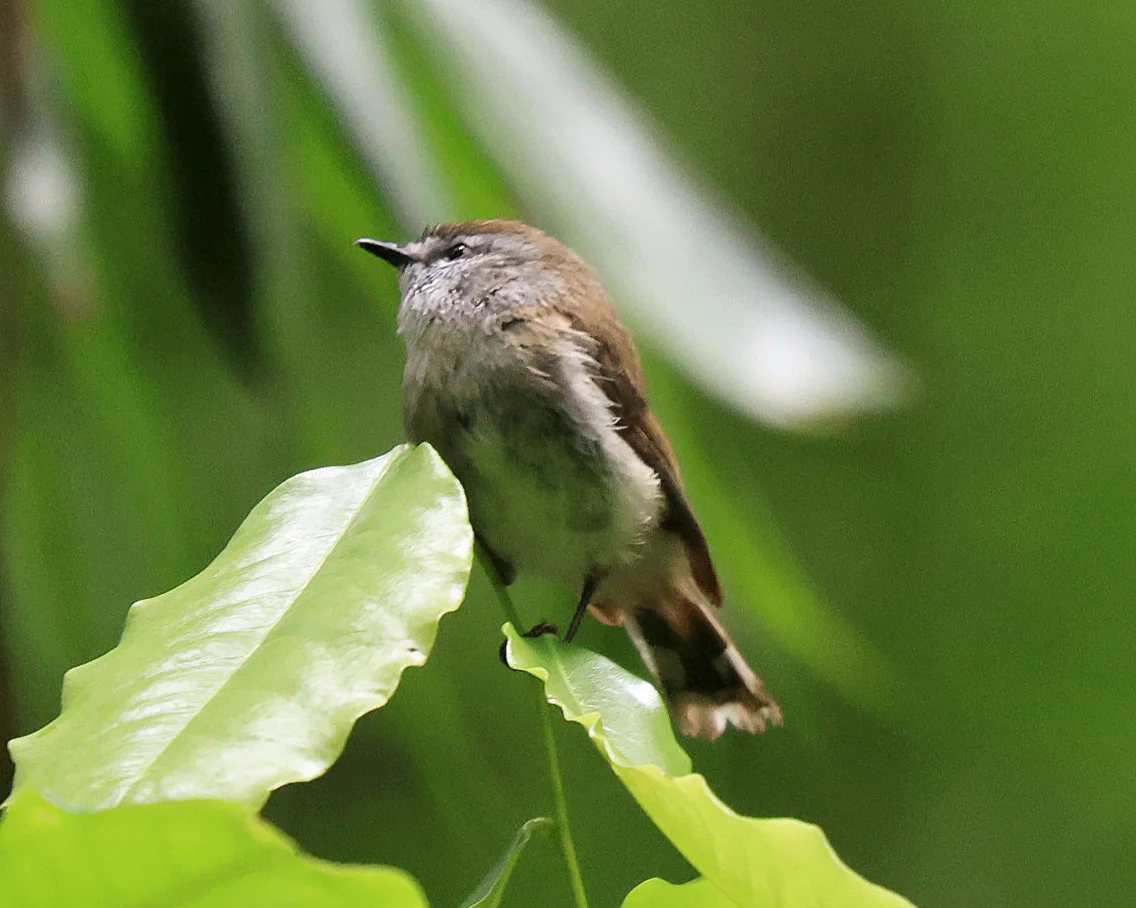 Details : Brown Gerygone - BirdGuides