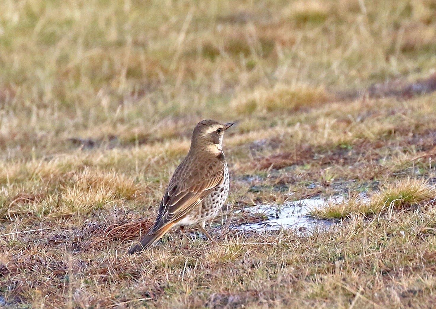 Dusky Thrush by John Irvine - BirdGuides