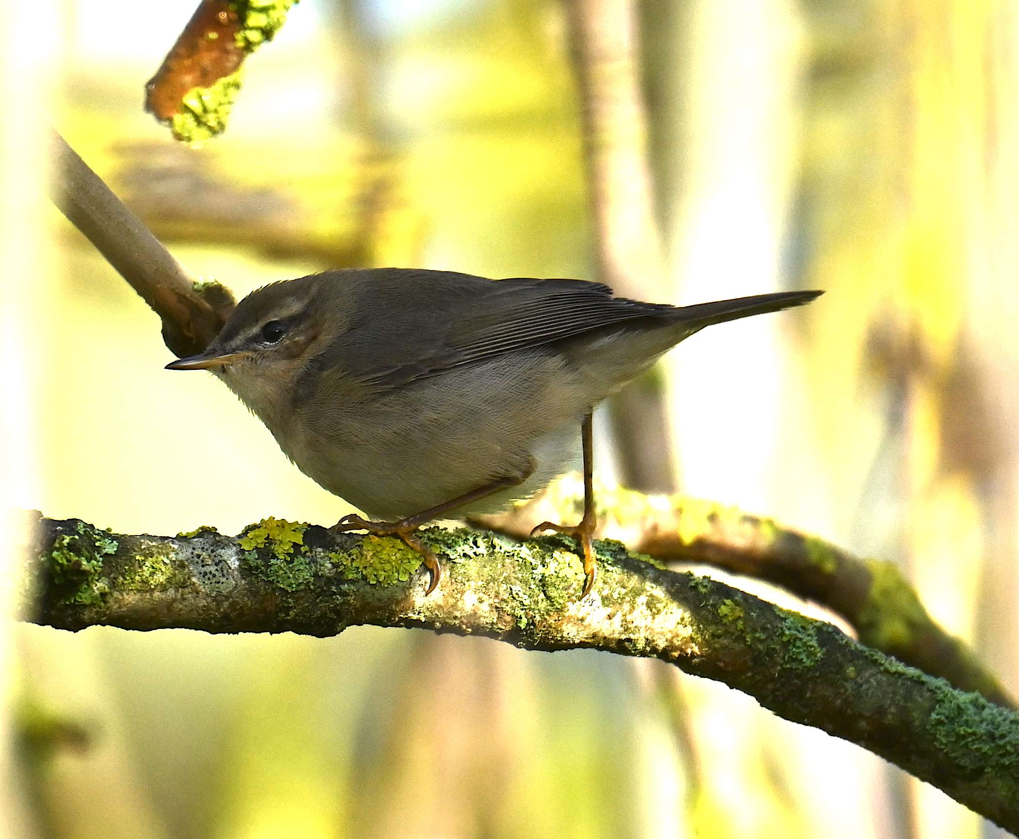 Dusky Warbler by Roger Hackney - BirdGuides