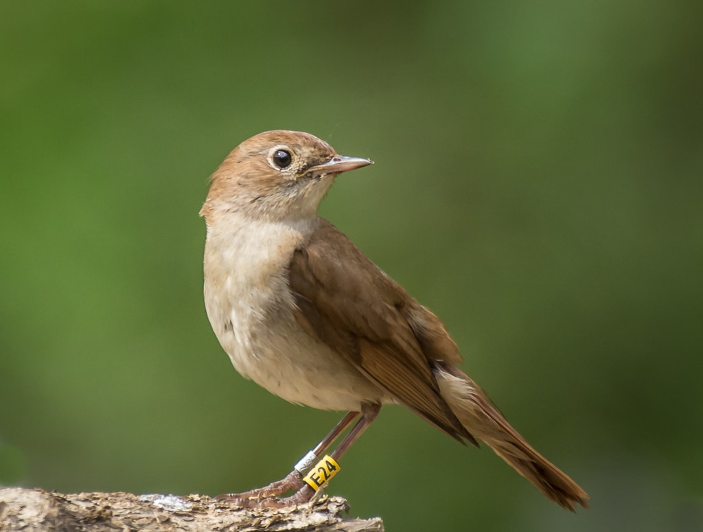 Common Nightingale by Darryl GORMAN - BirdGuides