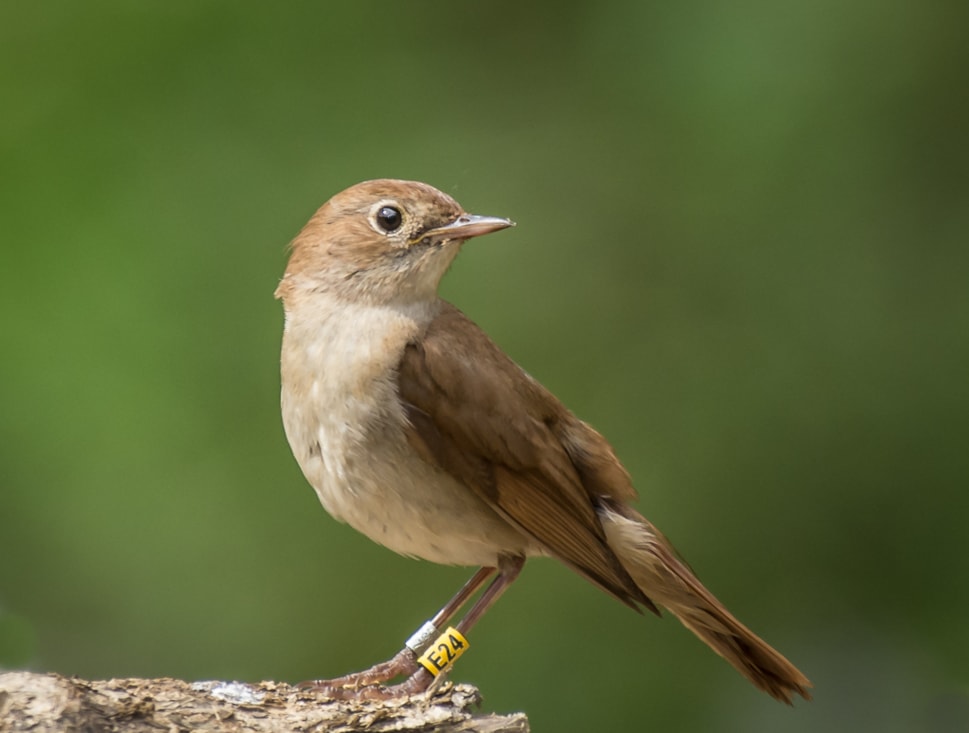 Common Nightingale by Darryl GORMAN - BirdGuides