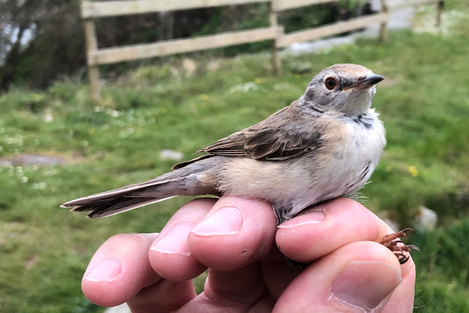 Eastern Subalpine Warbler by Tim Jones - BirdGuides