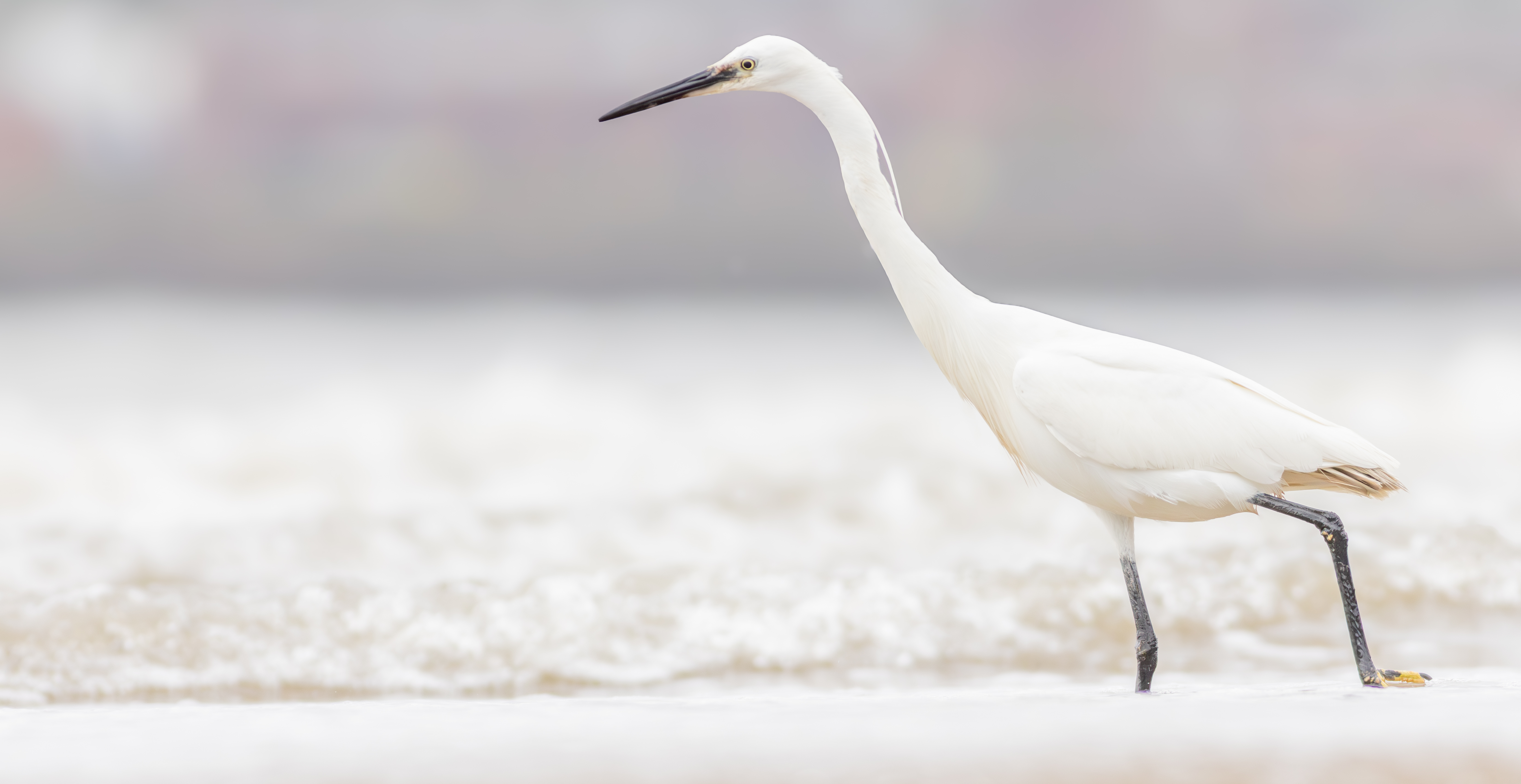 Little Egret by Pierre Montieth - BirdGuides