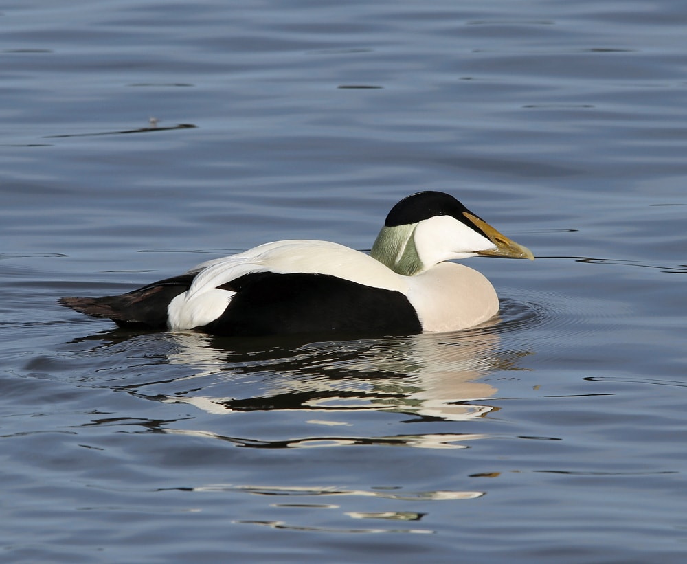 Common Eider by John Derick Elvidge - BirdGuides