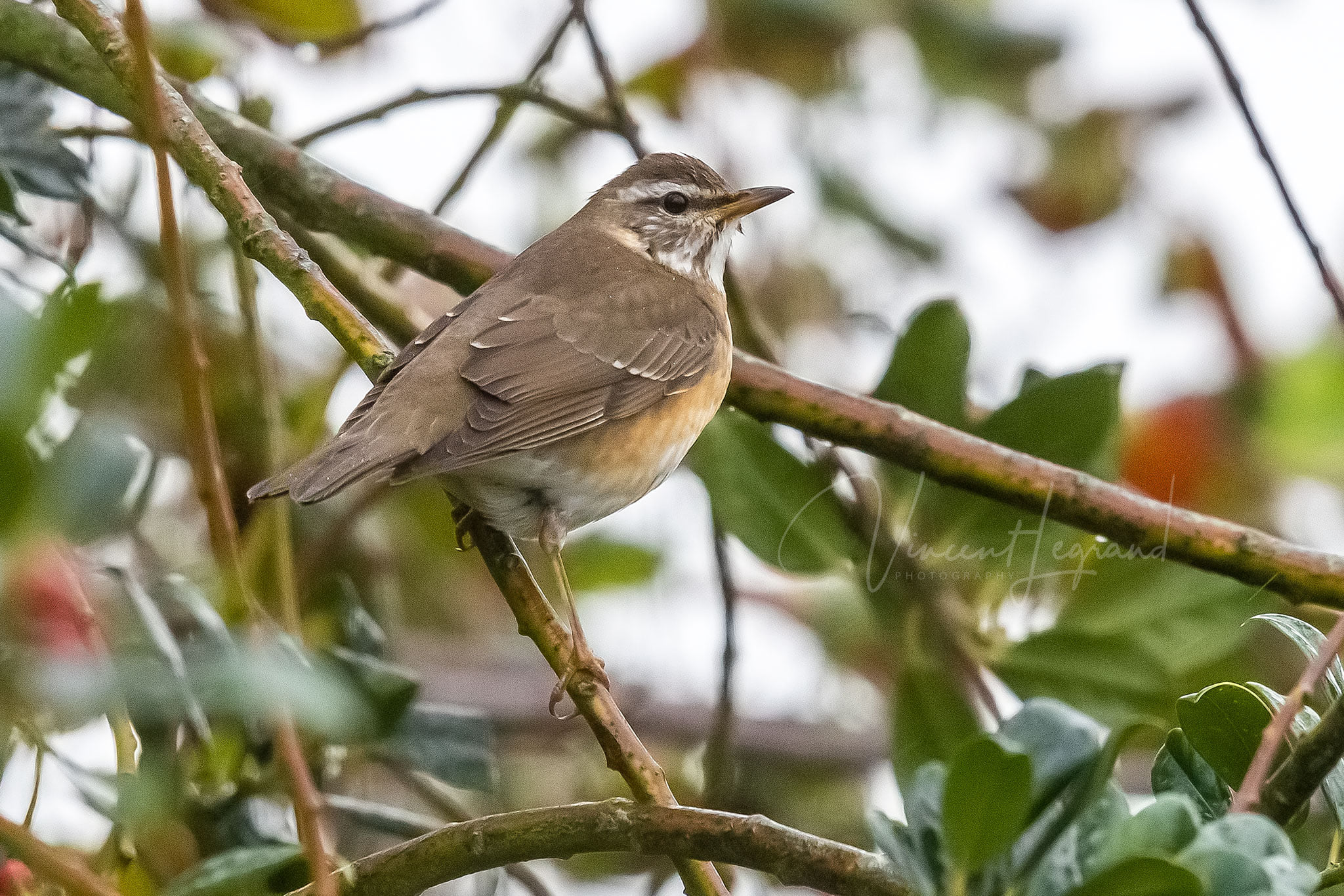 Details : Eyebrowed Thrush - BirdGuides
