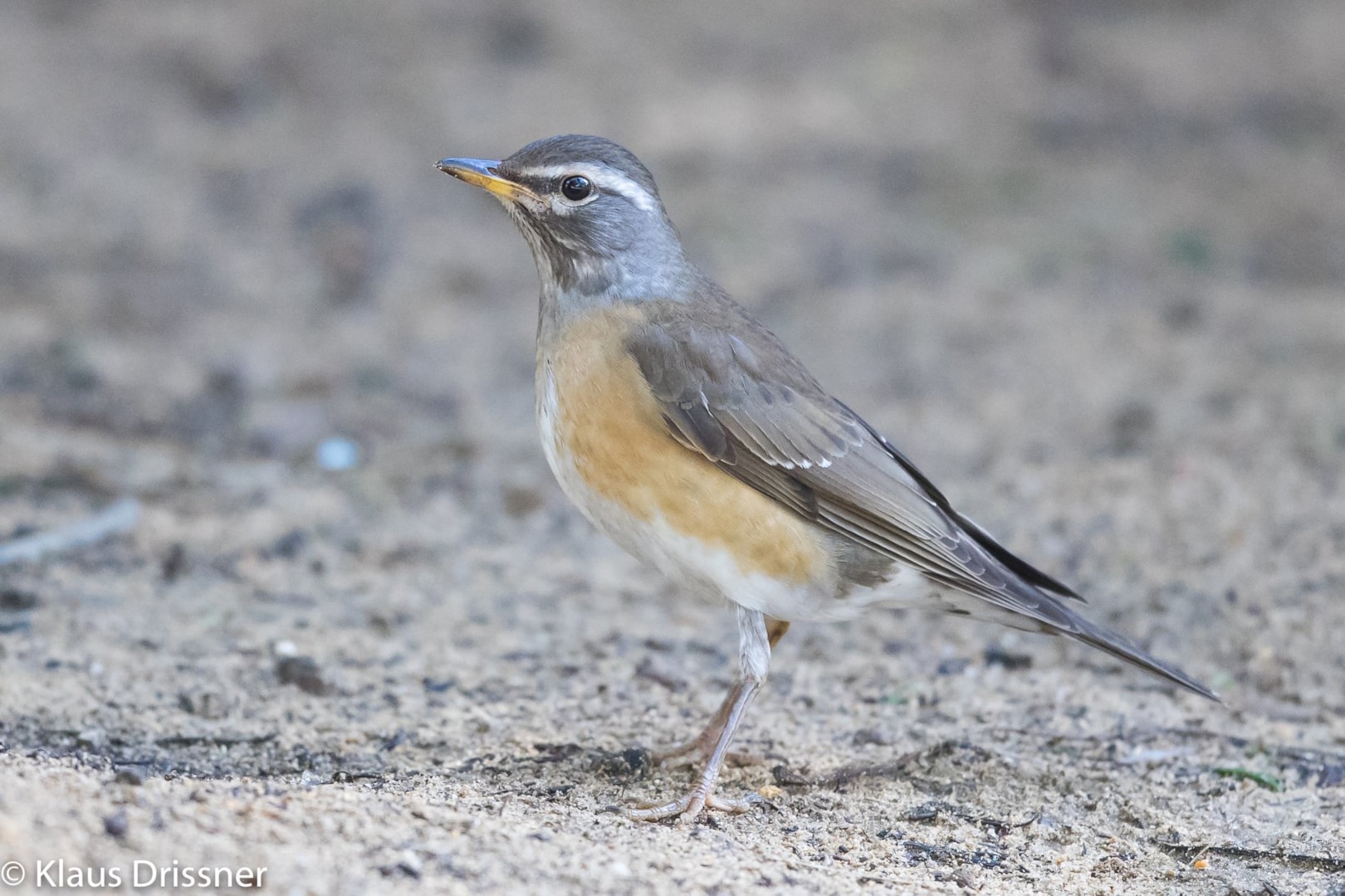 Eyebrowed Thrush by Klaus Drissner - BirdGuides