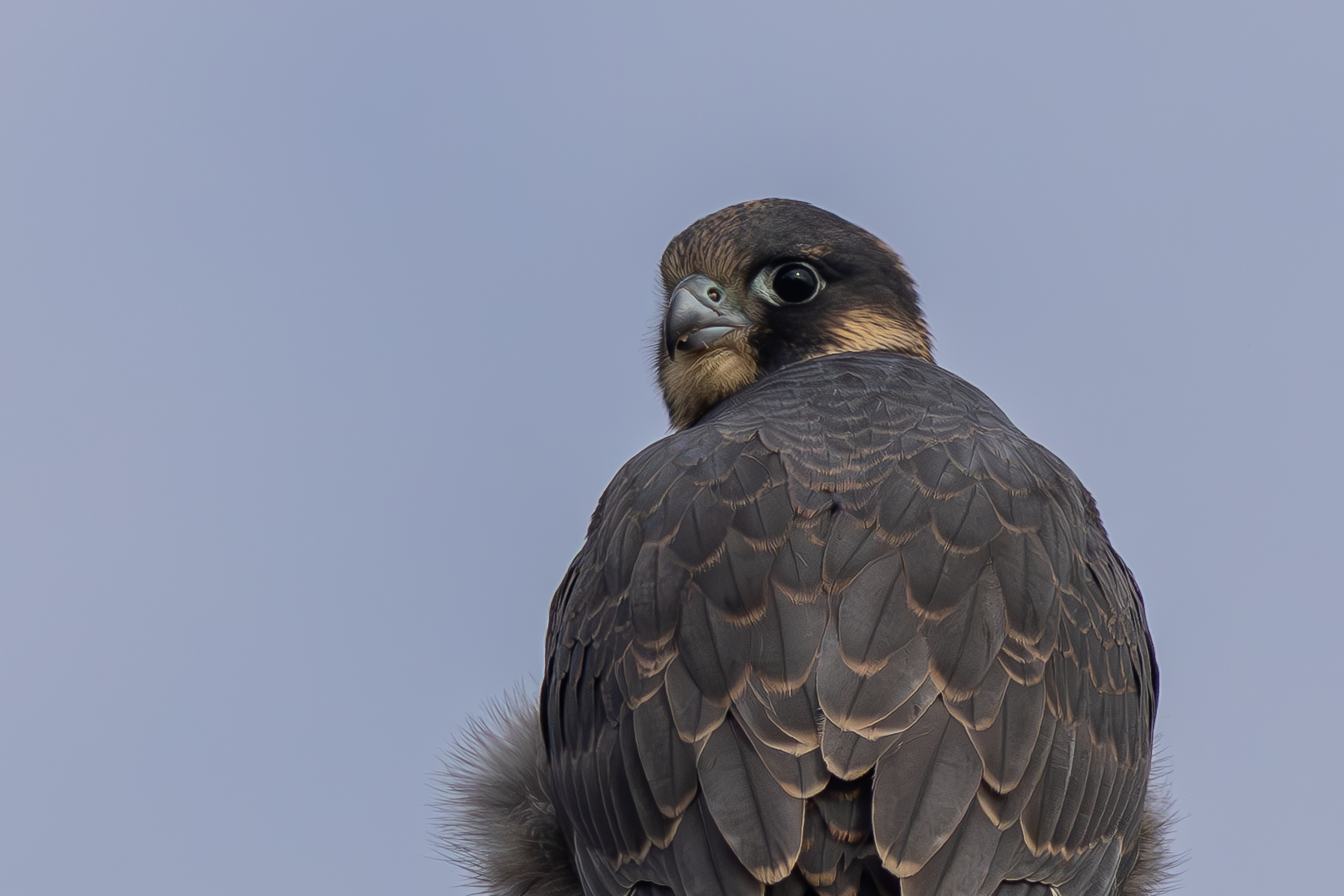 Middle East demand for falcons drives illegal trade in British ...