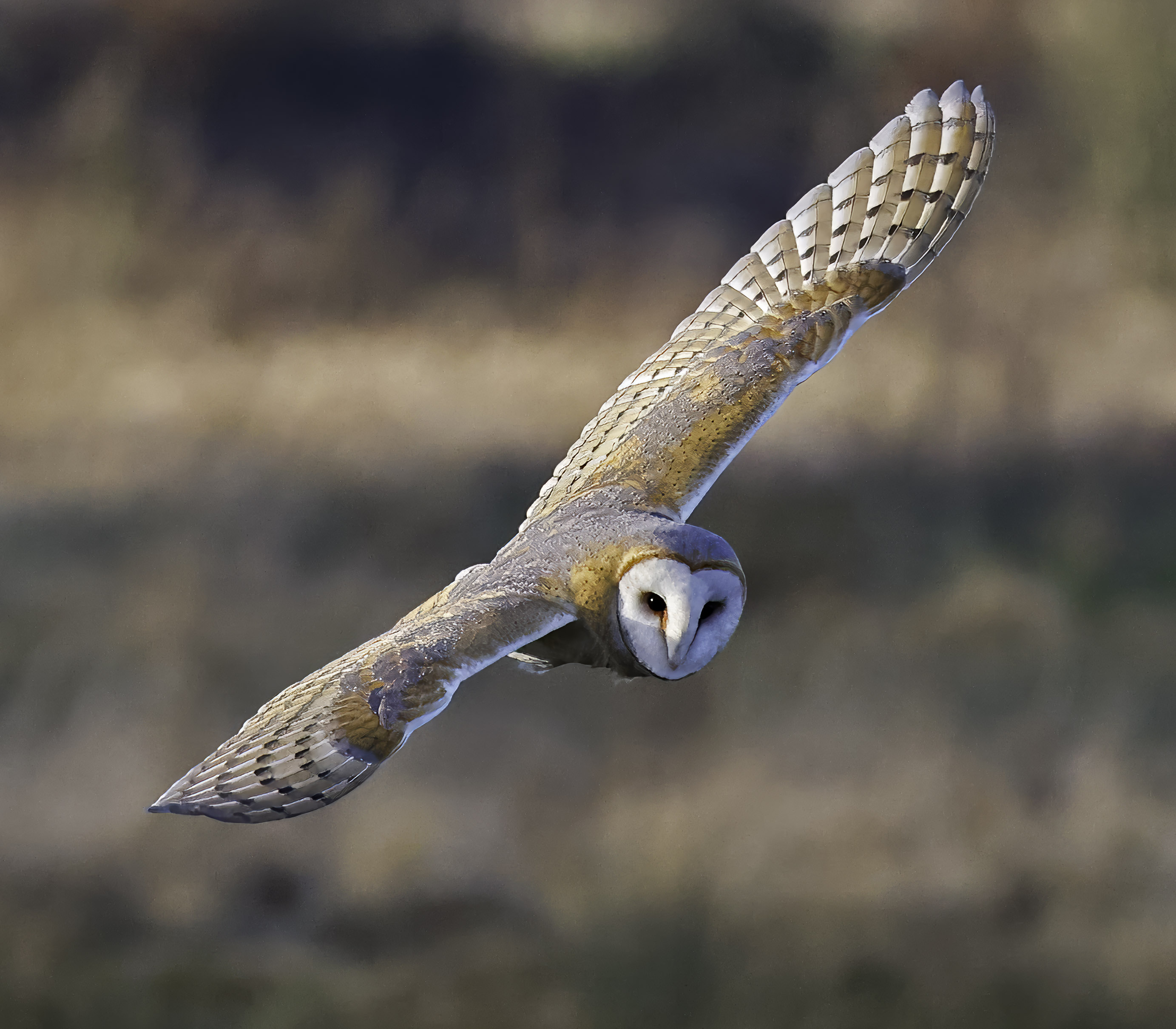 Barn Owl by Dave Ward - BirdGuides