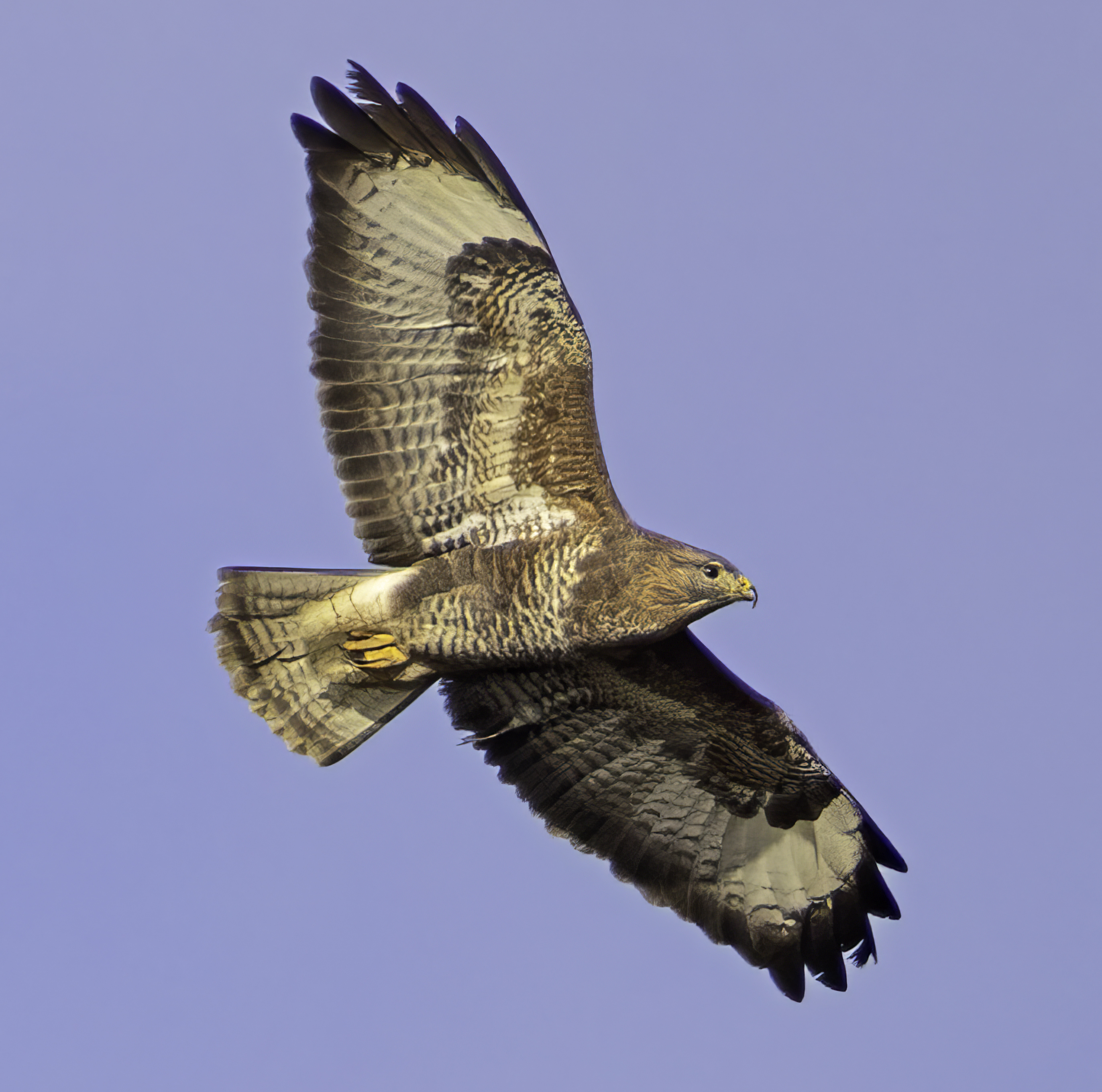 Common Buzzard by Dave Ward - BirdGuides