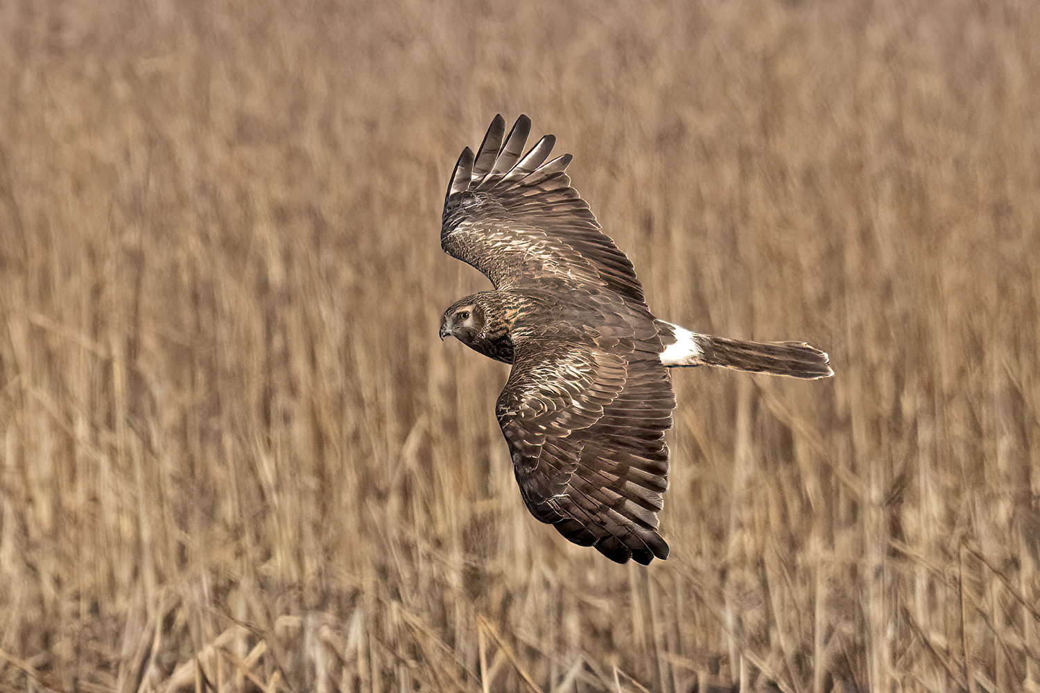 Hen Harrier by Gary Thoburn - BirdGuides