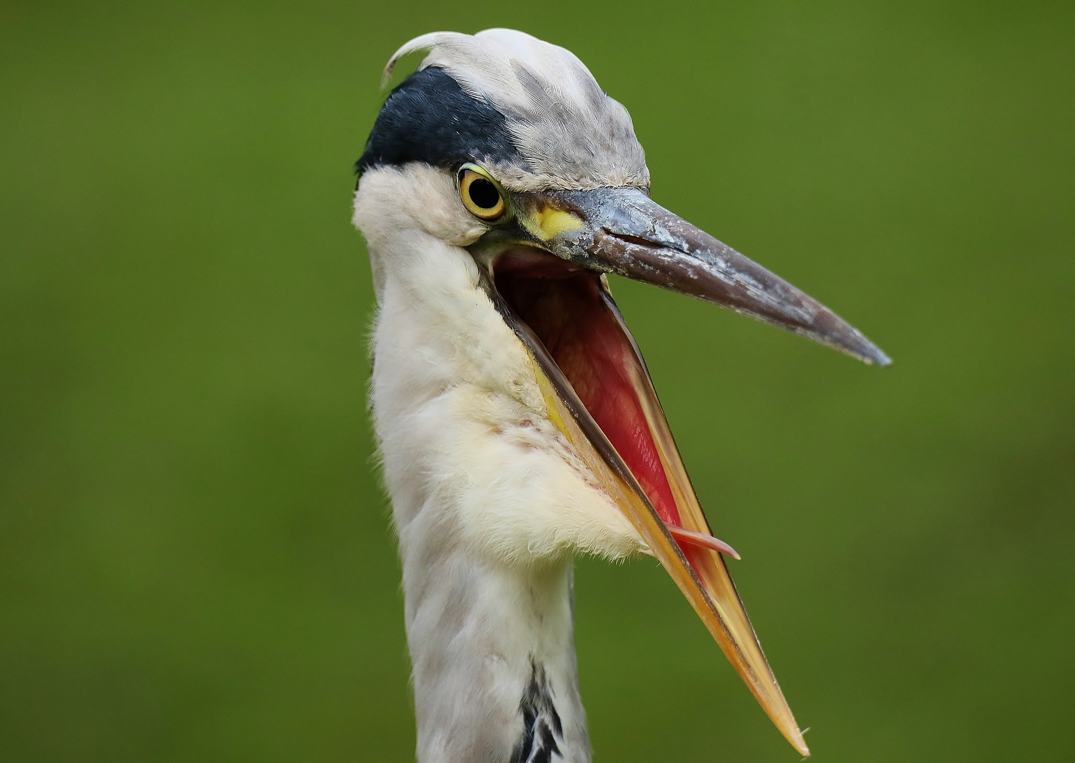 High microplastic levels in bird lungs point to widespread air ...