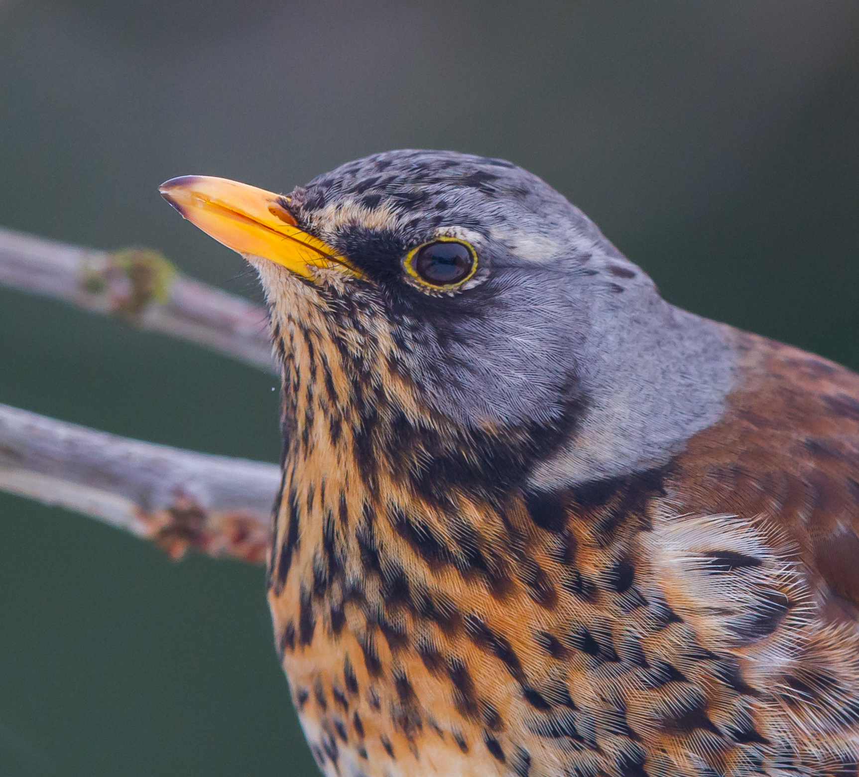 Fieldfare by Peter Garrity - BirdGuides