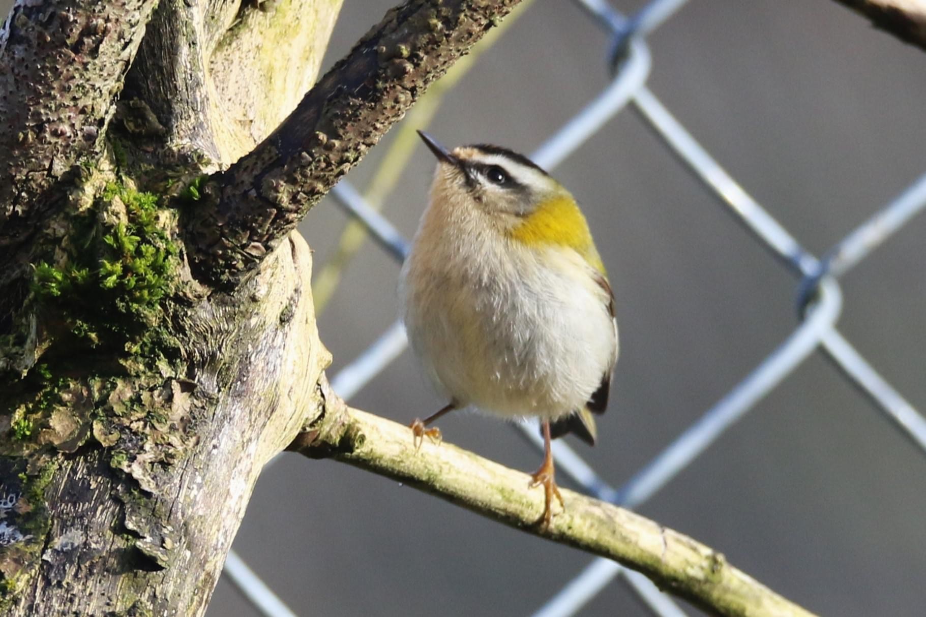 Firecrest by Gus Guthrie - BirdGuides