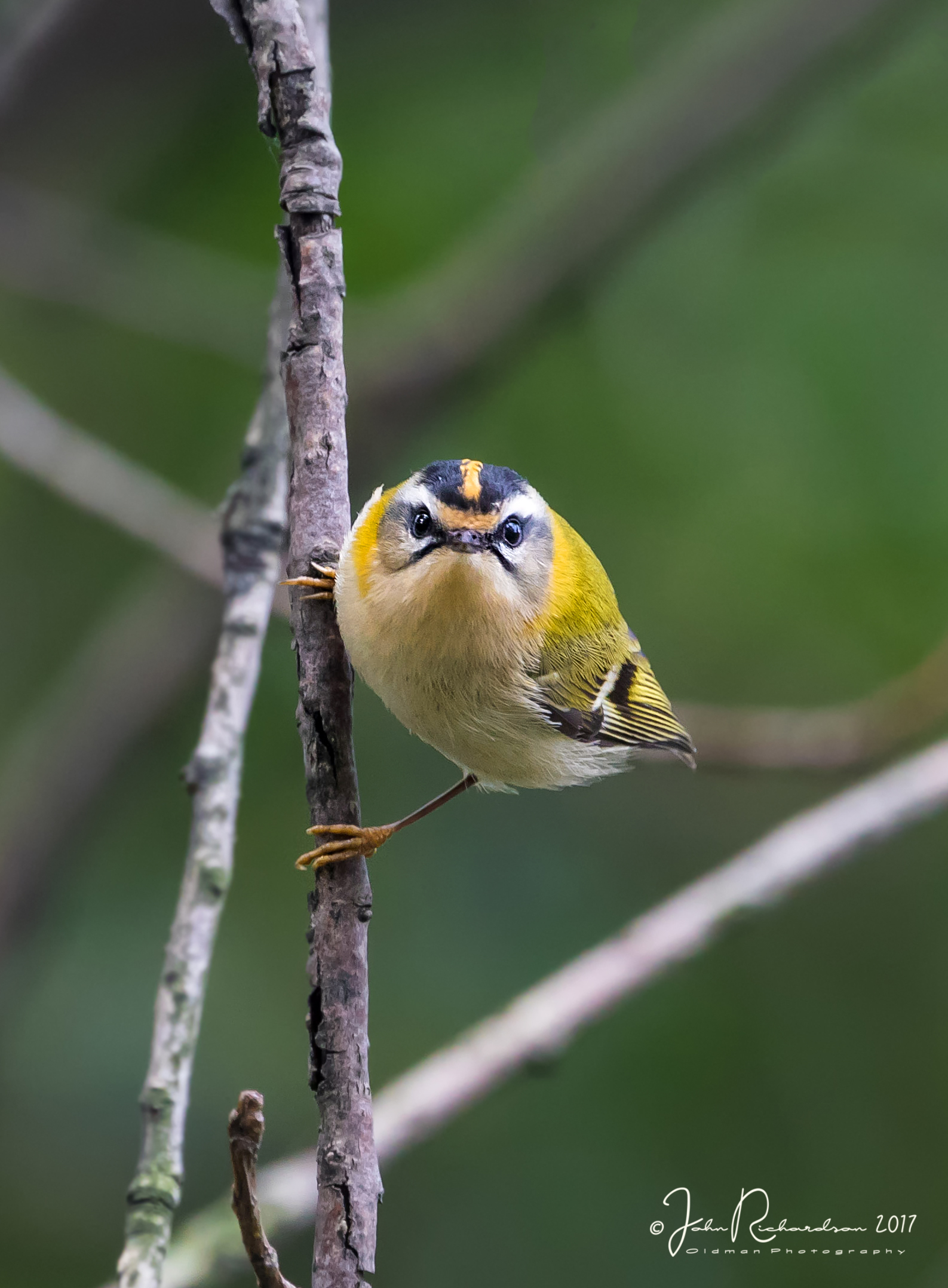 Details : Firecrest - BirdGuides